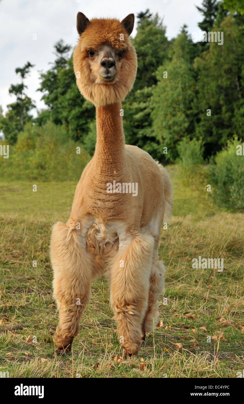 Alpakalama hi-res stock photography and images - Alamy