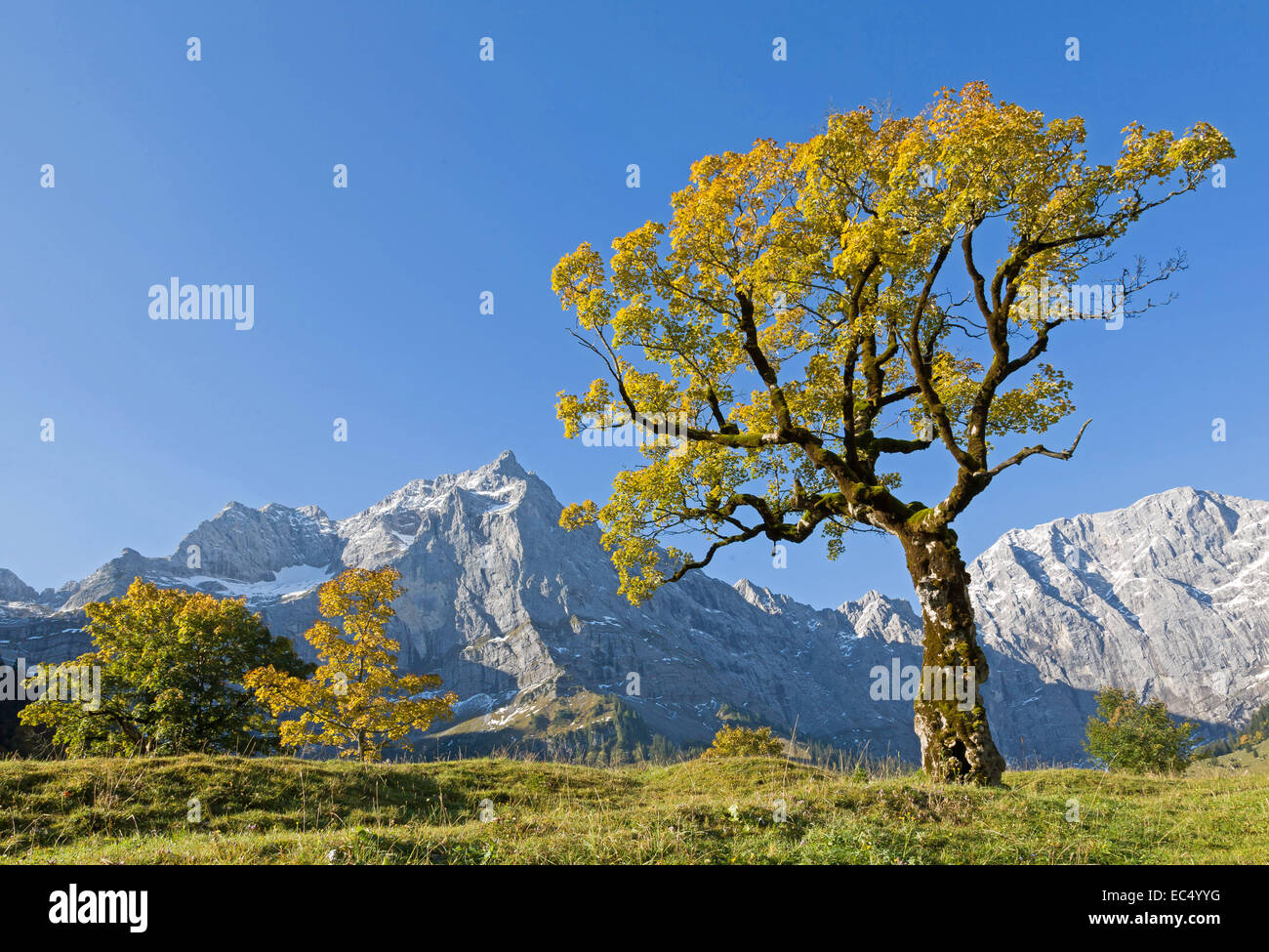 Great maple hi-res stock photography and images - Alamy