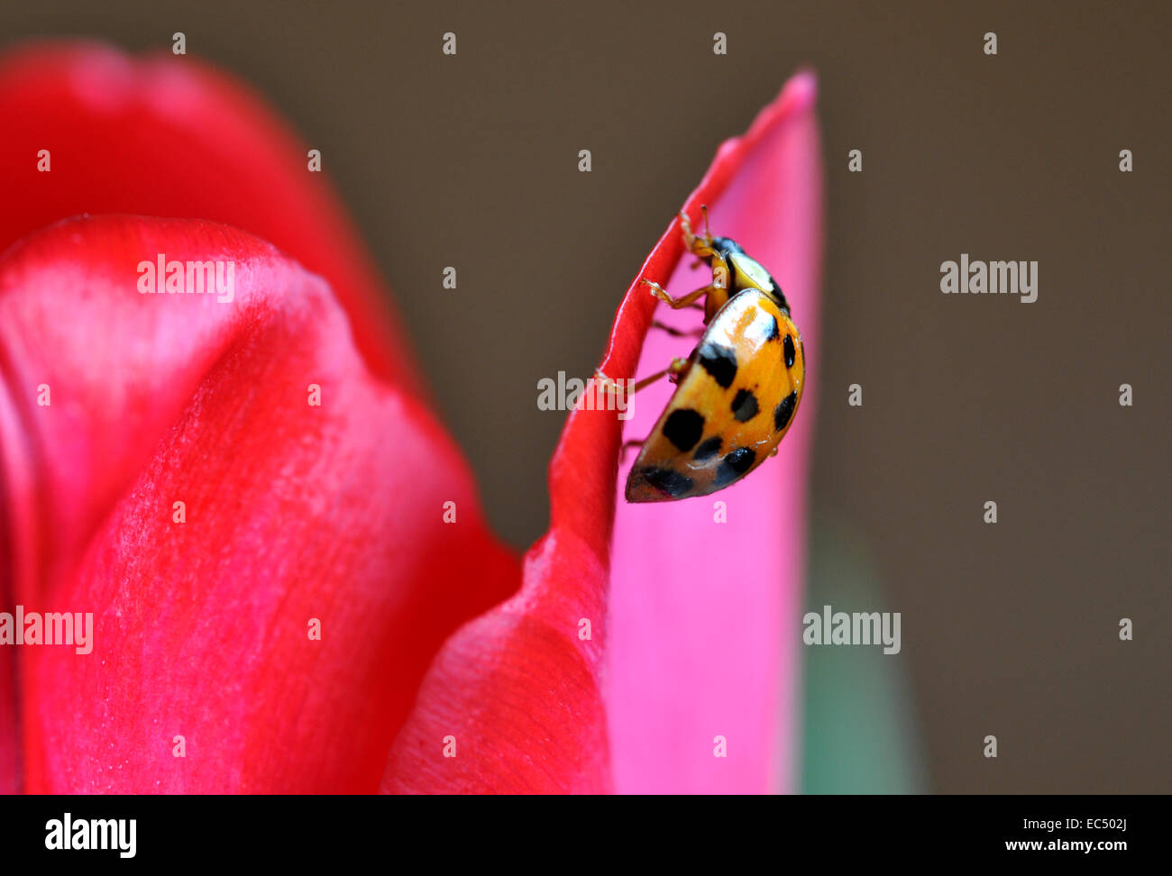 Good luck bug hi-res stock photography and images - Alamy