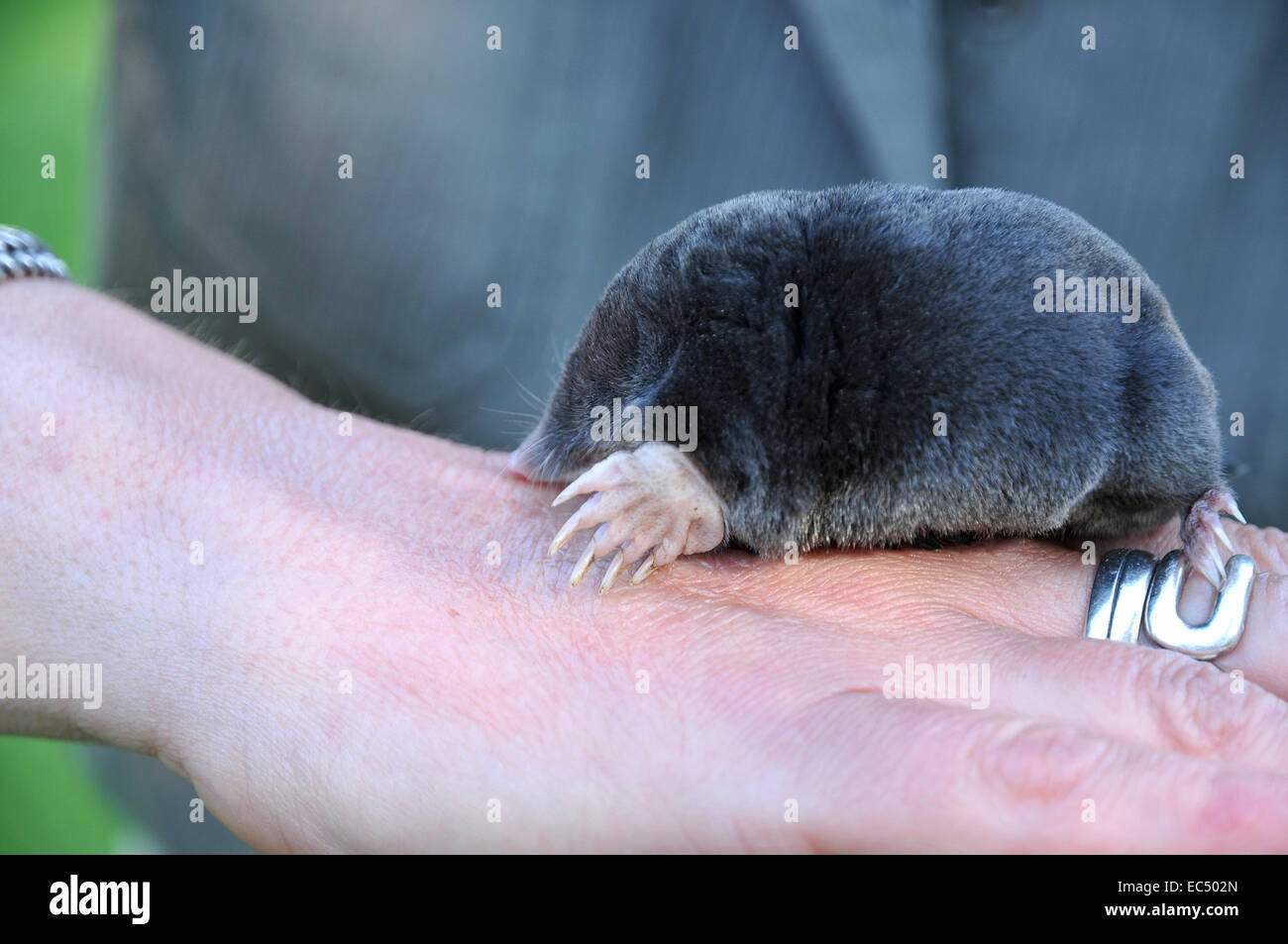 Mole animal hand hi-res stock photography and images - Alamy