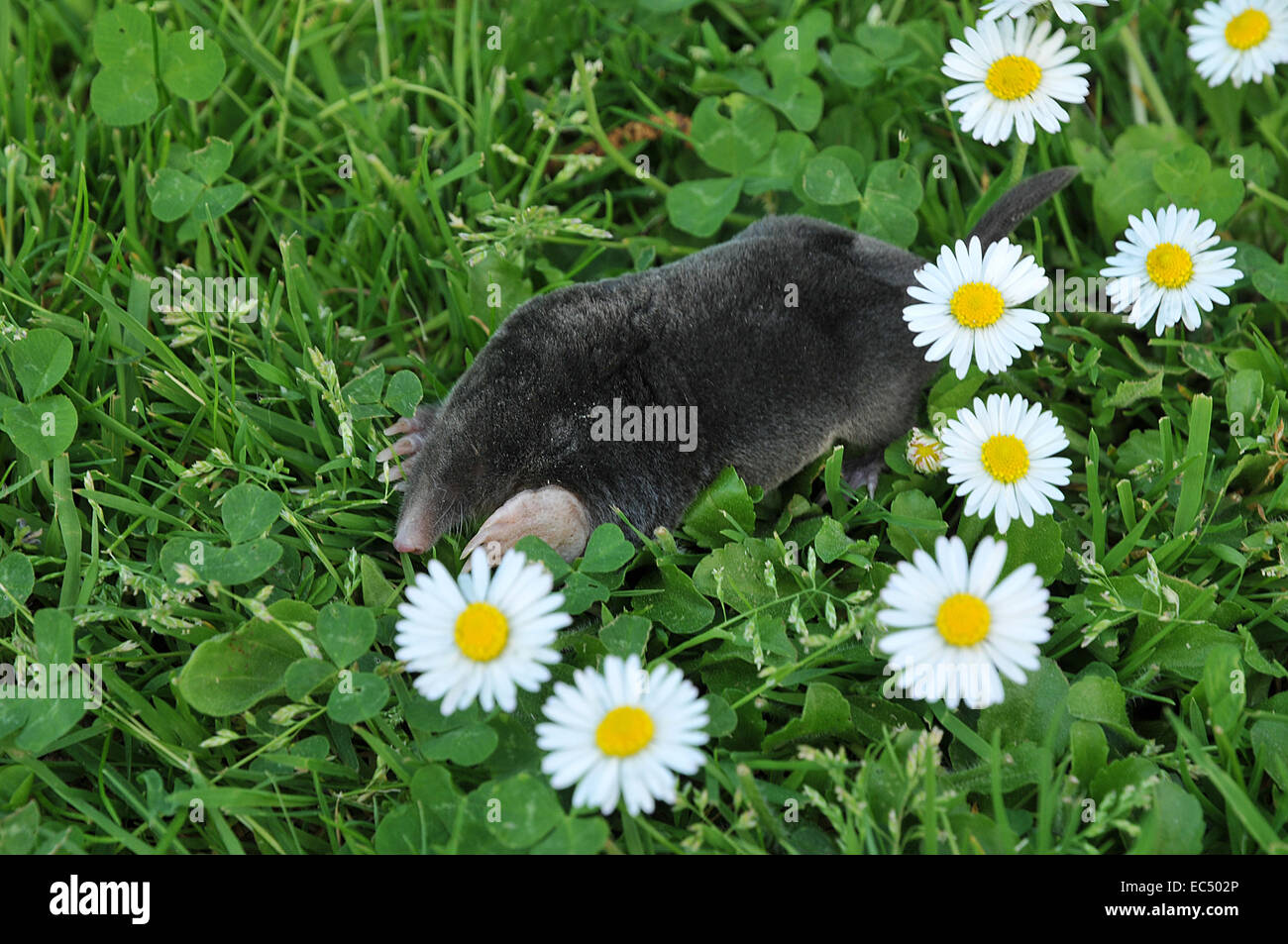 Mole habitat use hi-res stock photography and images - Alamy
