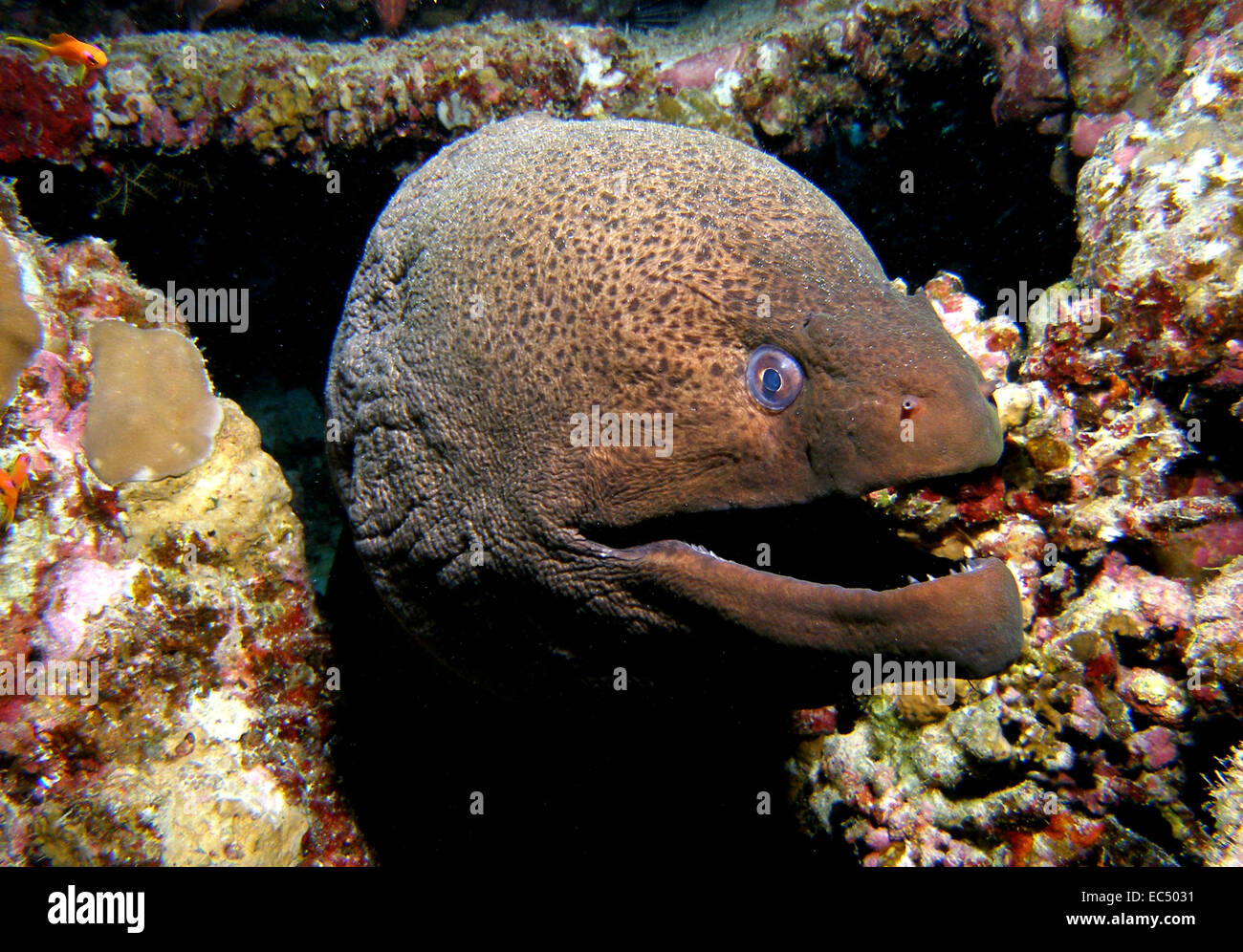 Moray eels hunting hi-res stock photography and images - Alamy