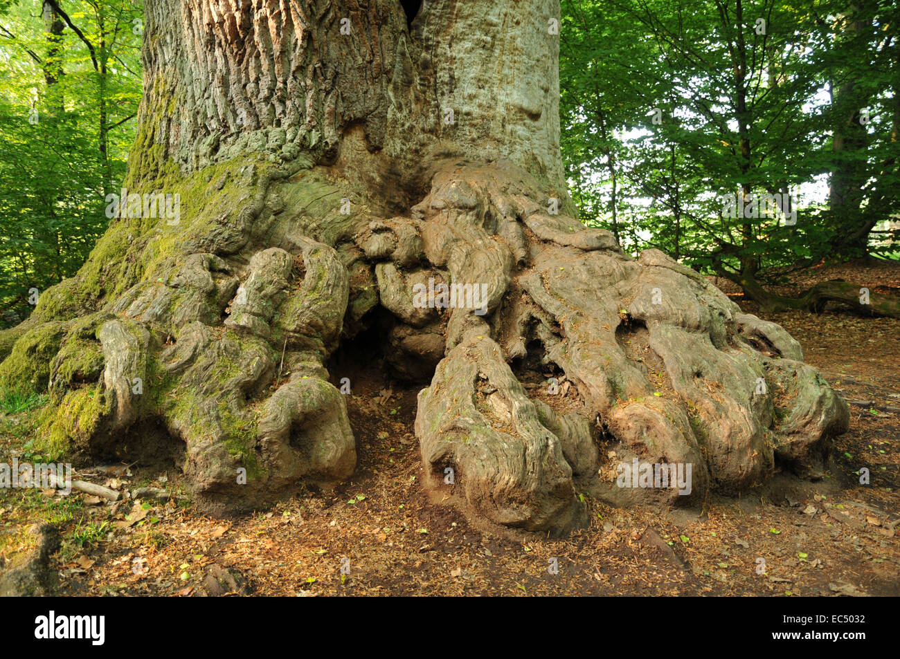 Oak tree root hi-res stock photography and images - Alamy