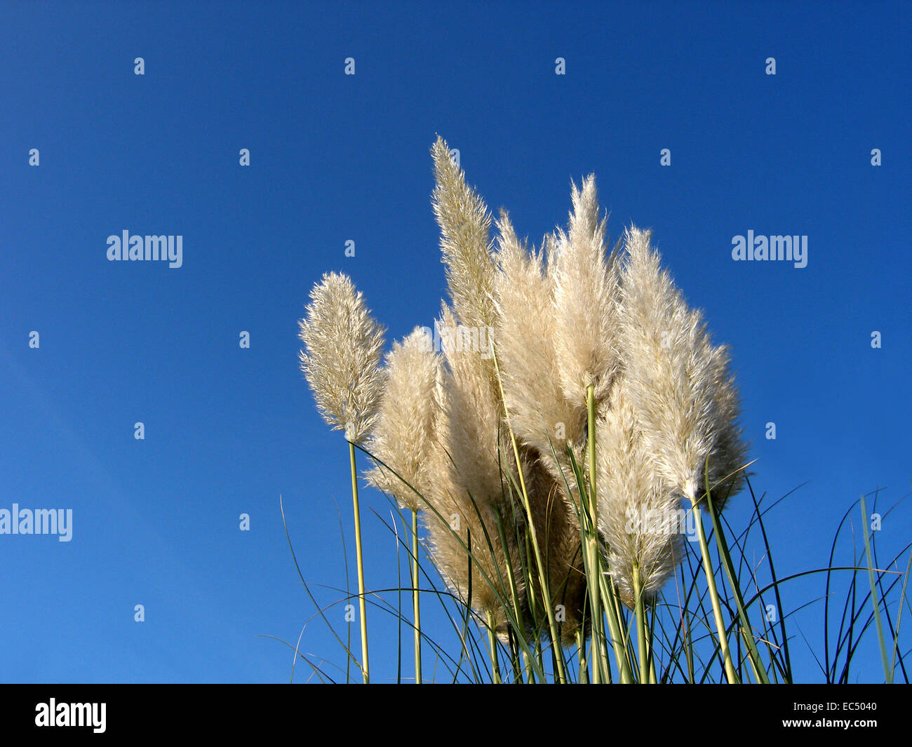 Small tufts of grass hi-res stock photography and images - Alamy