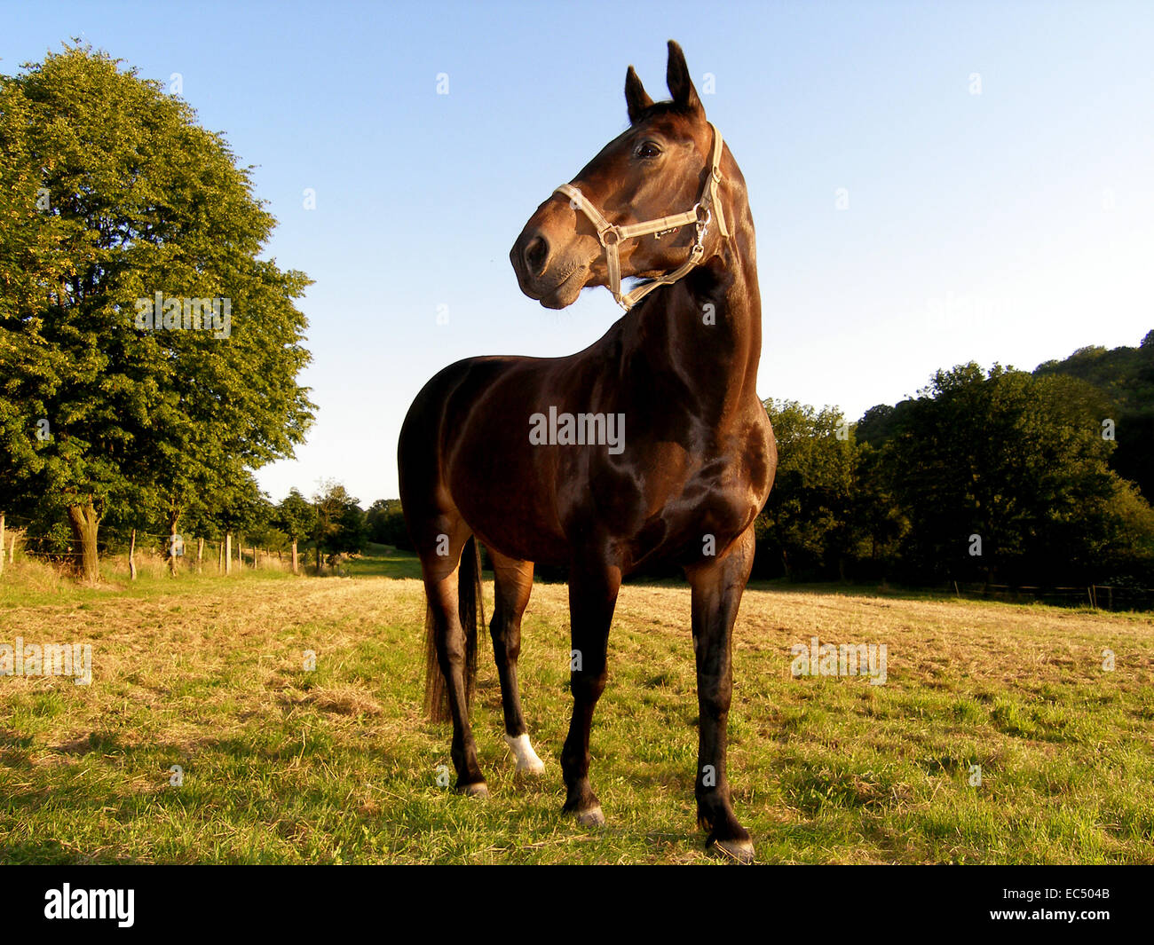 Big stallions mountain hi-res stock photography and images - Alamy