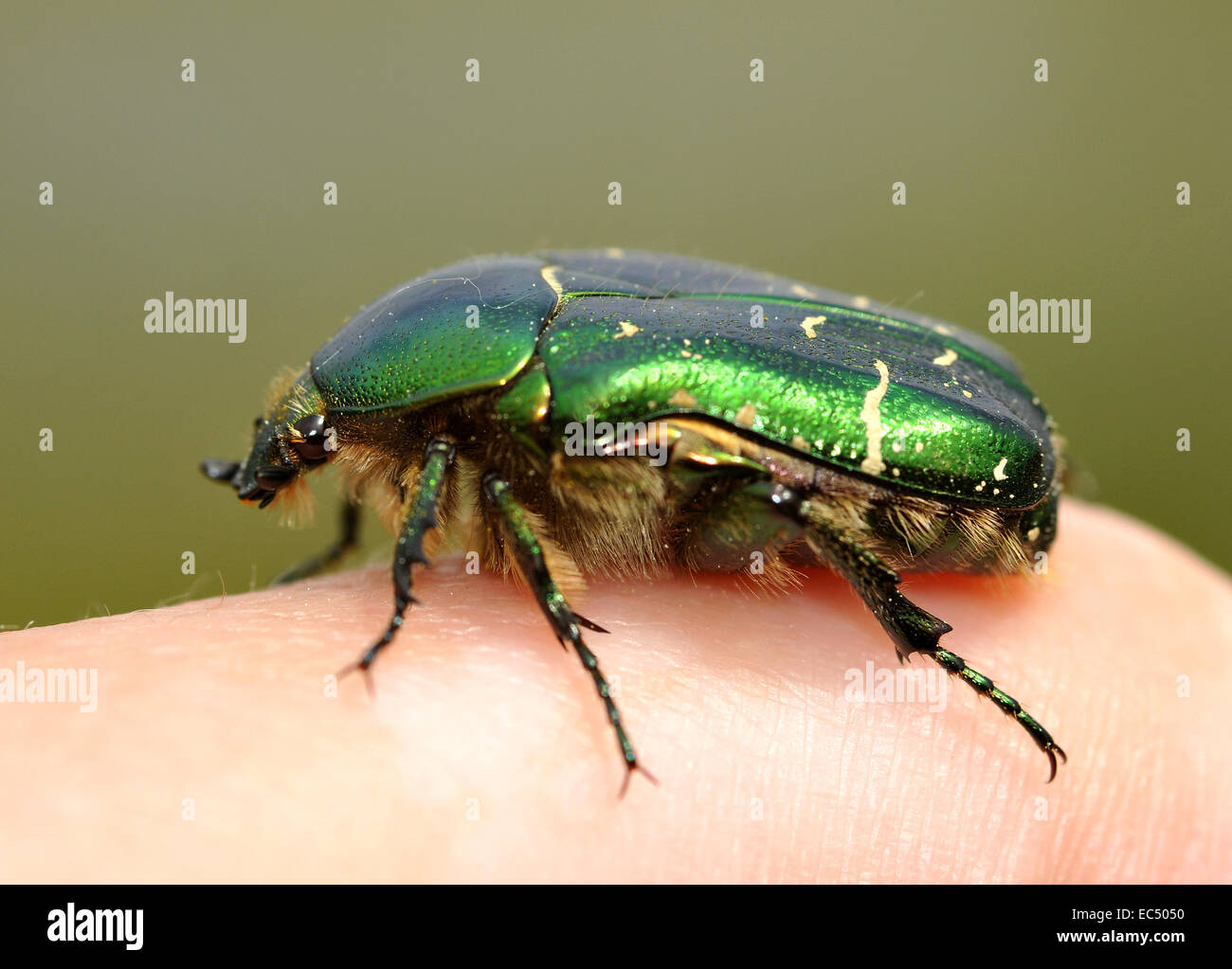 Rose beetle hi-res stock photography and images - Alamy