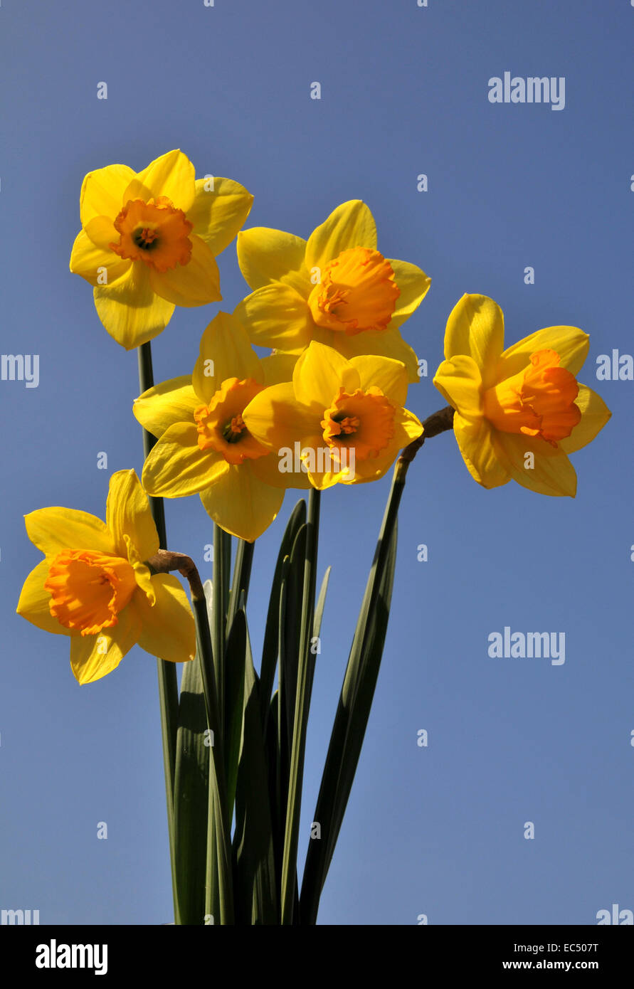 Trumpet daffodil bouquet hi-res stock photography and images - Alamy
