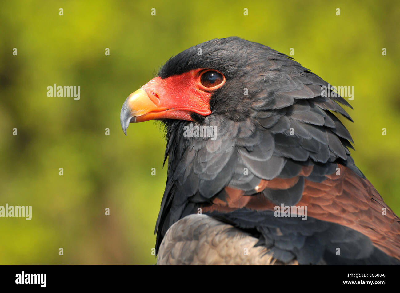 Adler snake hi-res stock photography and images - Alamy