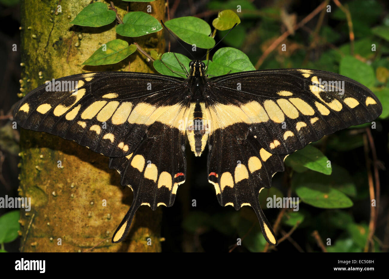 Brazilian swallowtail hi-res stock photography and images - Alamy