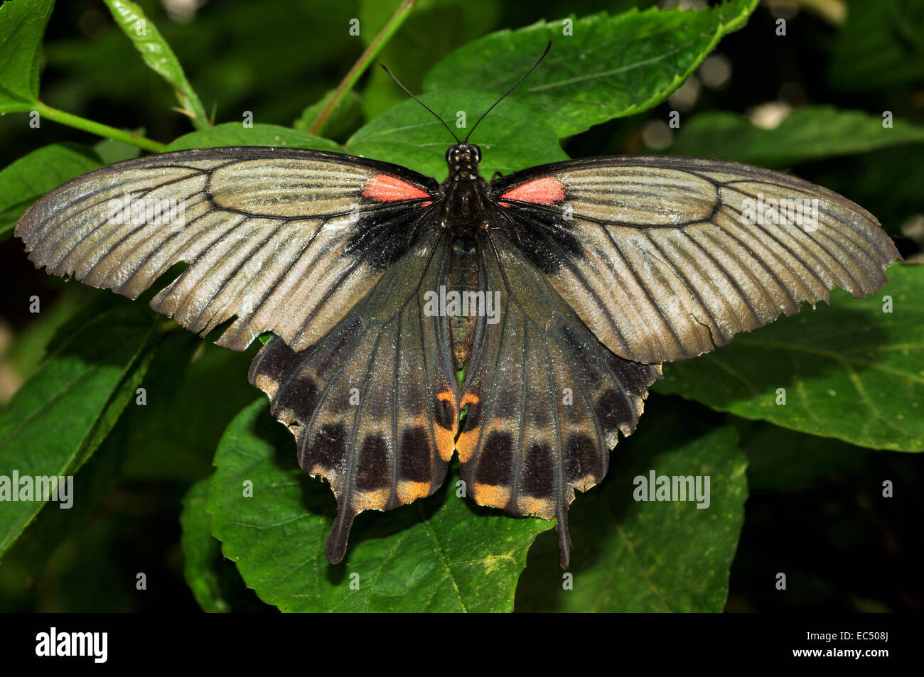 Scarlet swallowtail butterfly papilio rumanzovia hi-res stock ...