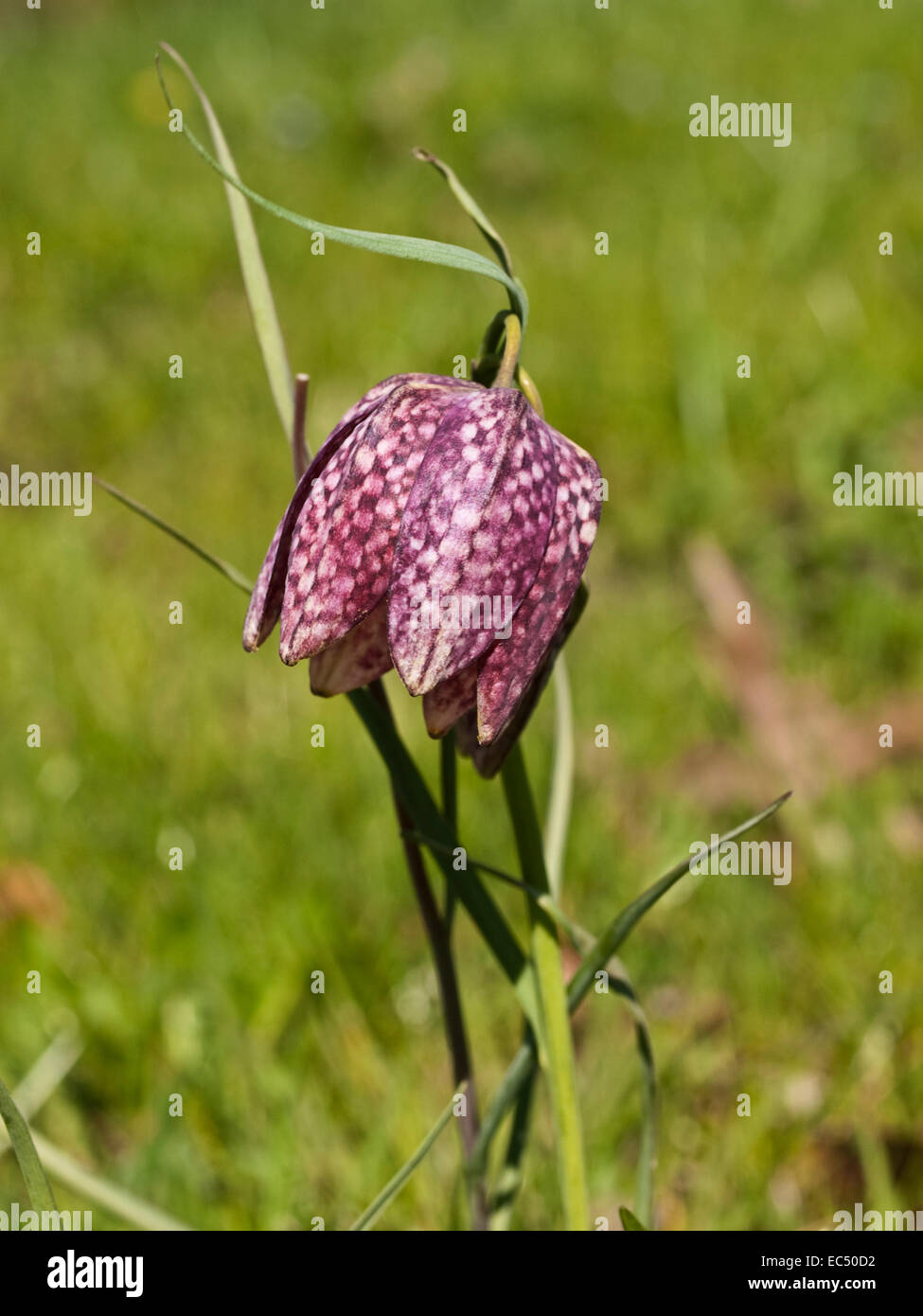 Chess board flower hi-res stock photography and images - Alamy