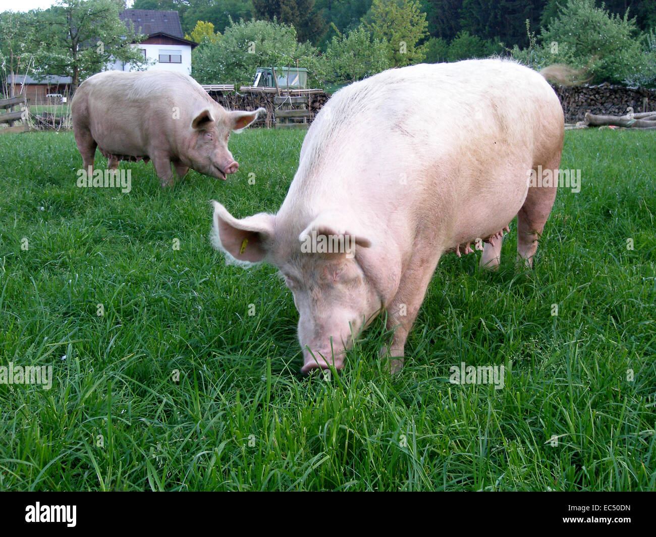 Mast have pet hi-res stock photography and images - Alamy