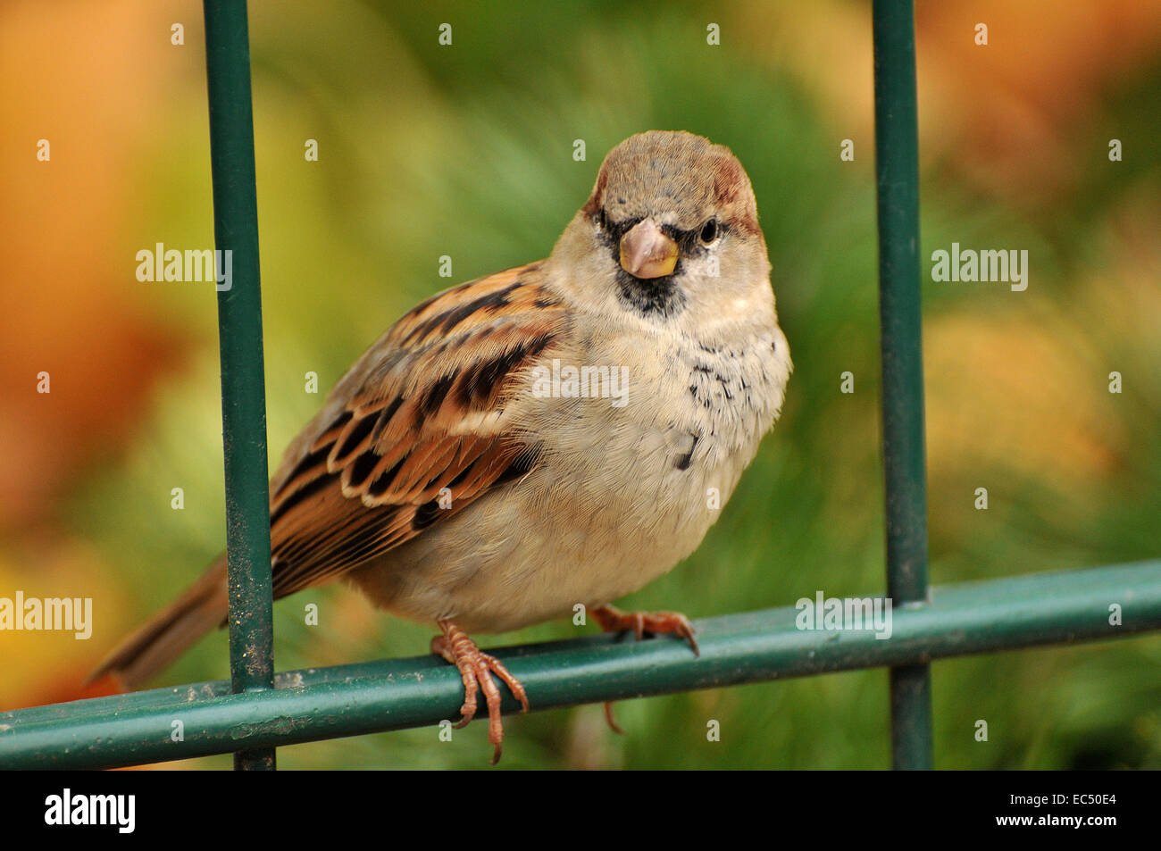 Sparrow cage hi-res stock photography and images - Alamy