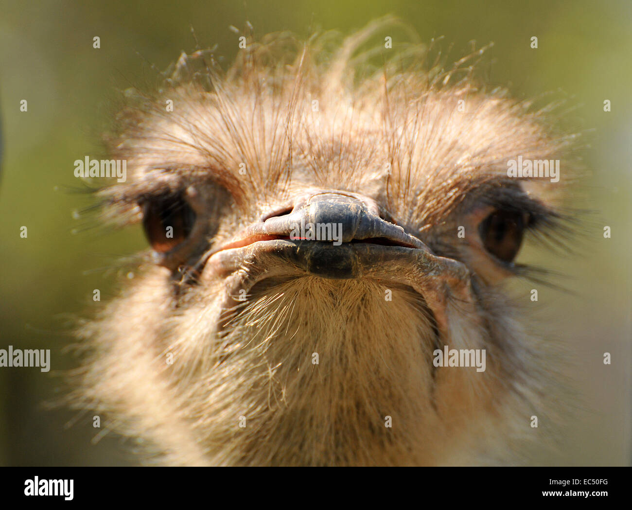 African strauss hi-res stock photography and images - Alamy