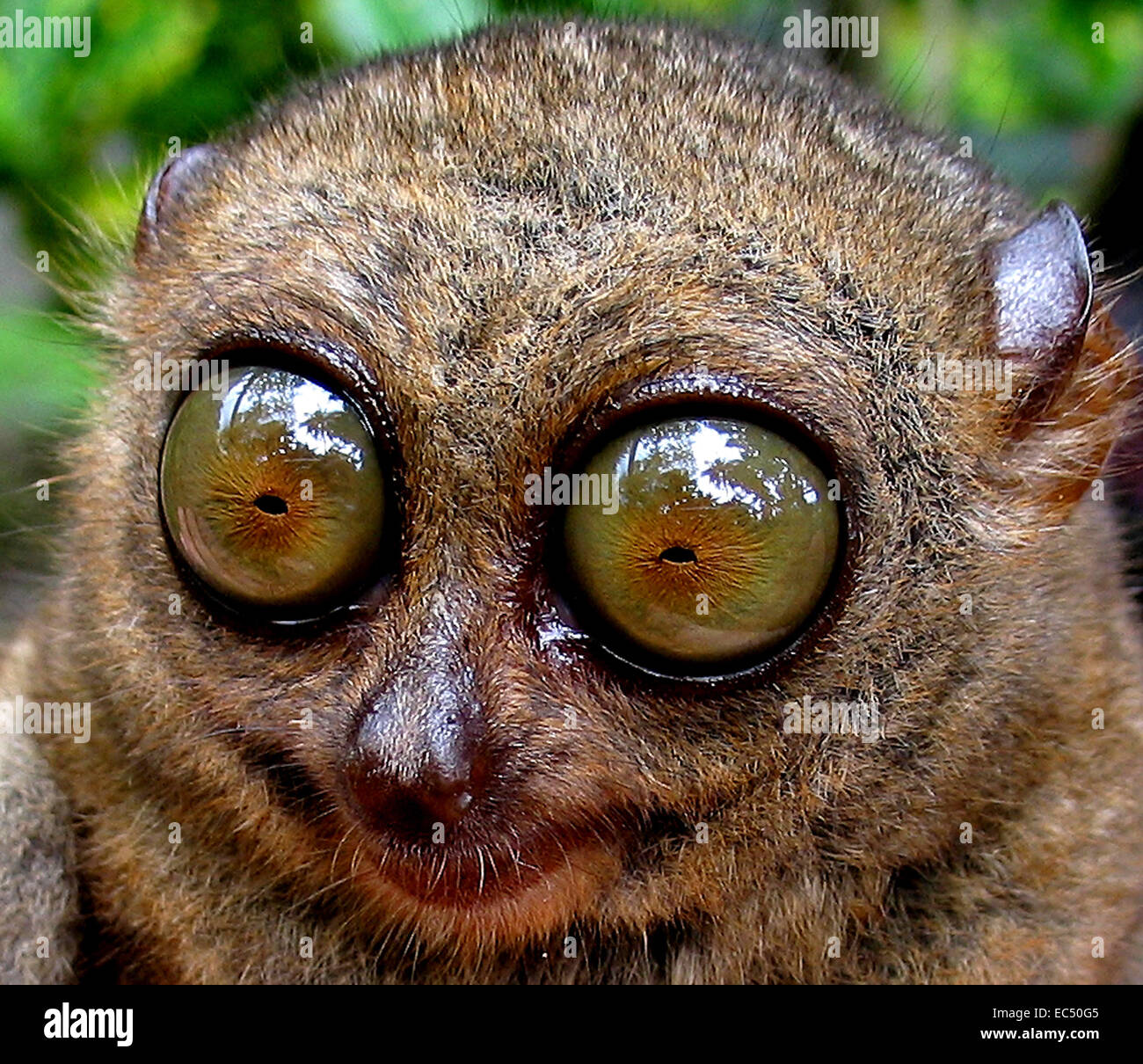 Filipino tarsier hi-res stock photography and images - Alamy