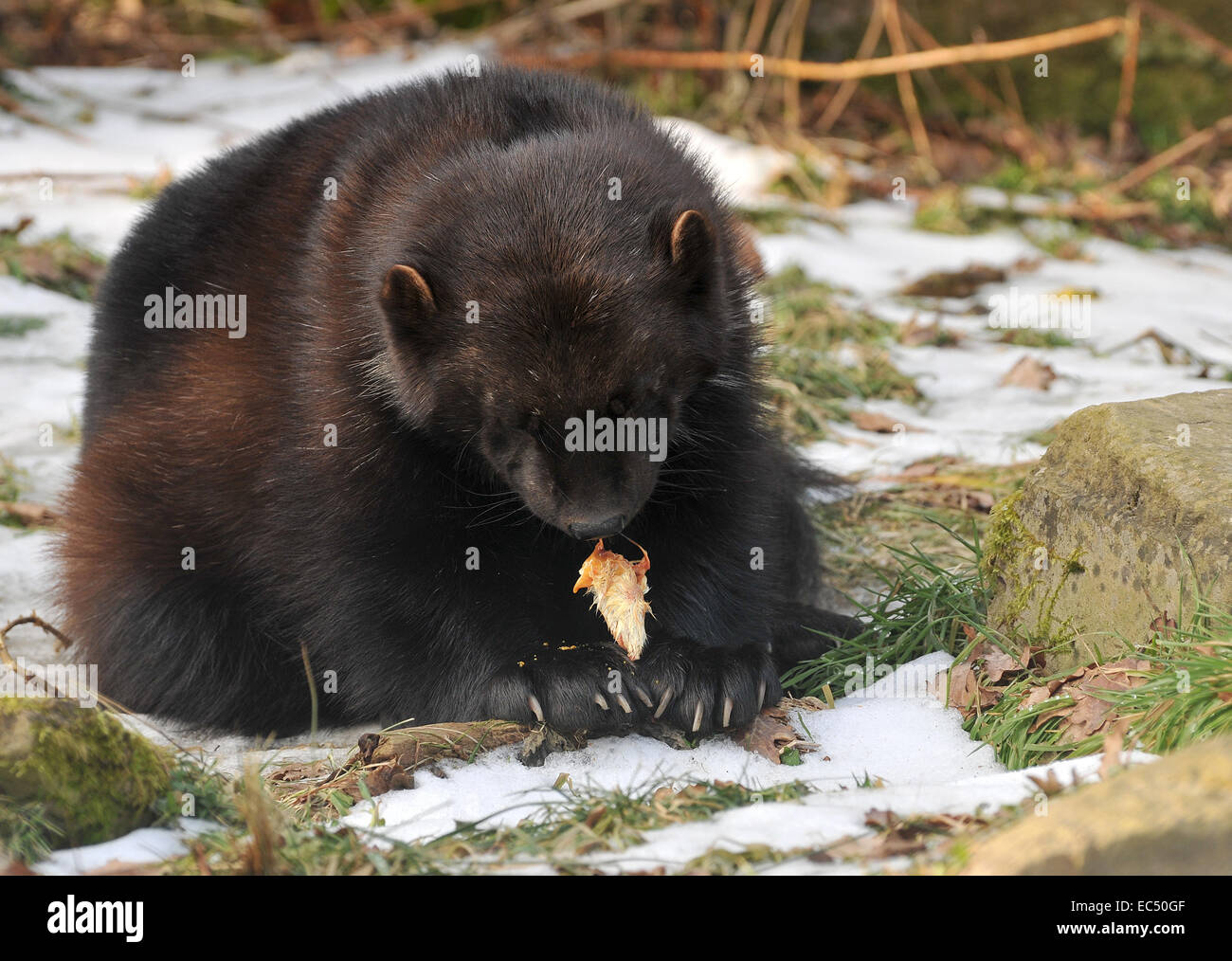 Wolverine animal with prey hi-res stock photography and images - Alamy