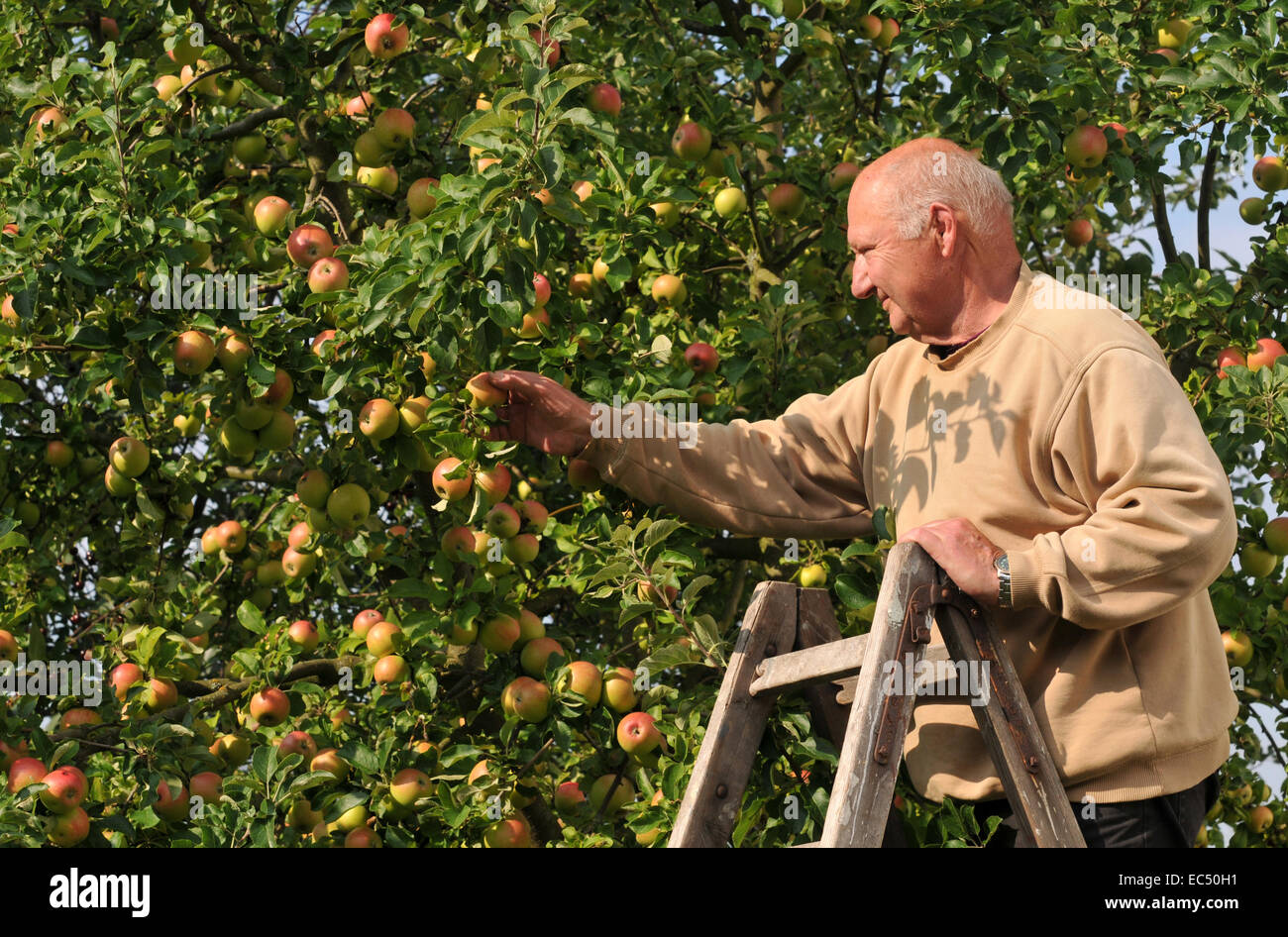 Apple pickers orchard hi-res stock photography and images - Alamy
