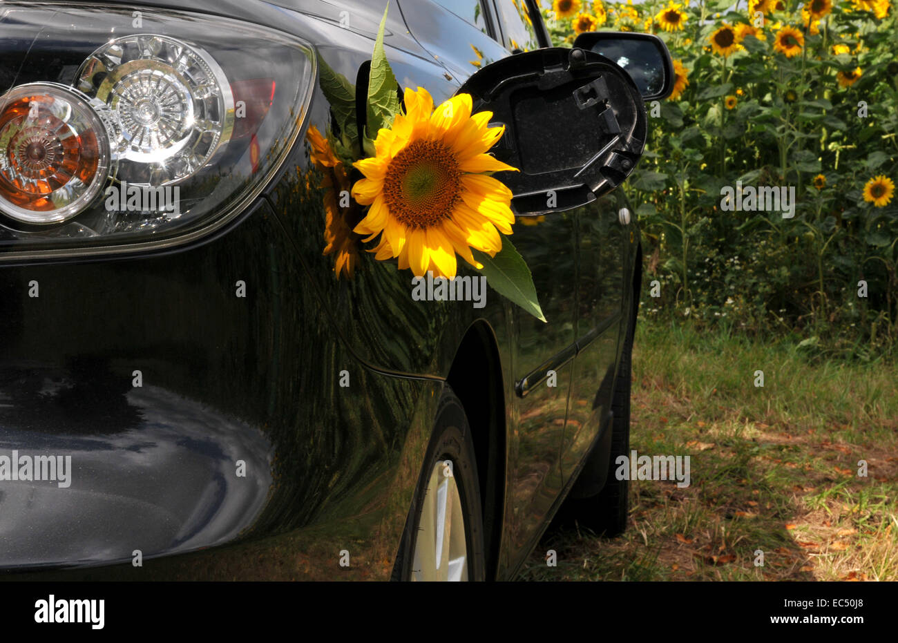 Bio ethanol cars hi-res stock photography and images - Alamy