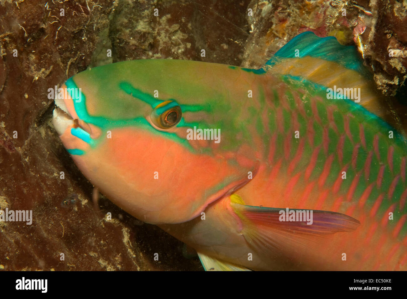 Parrot fish maldives hi-res stock photography and images - Alamy