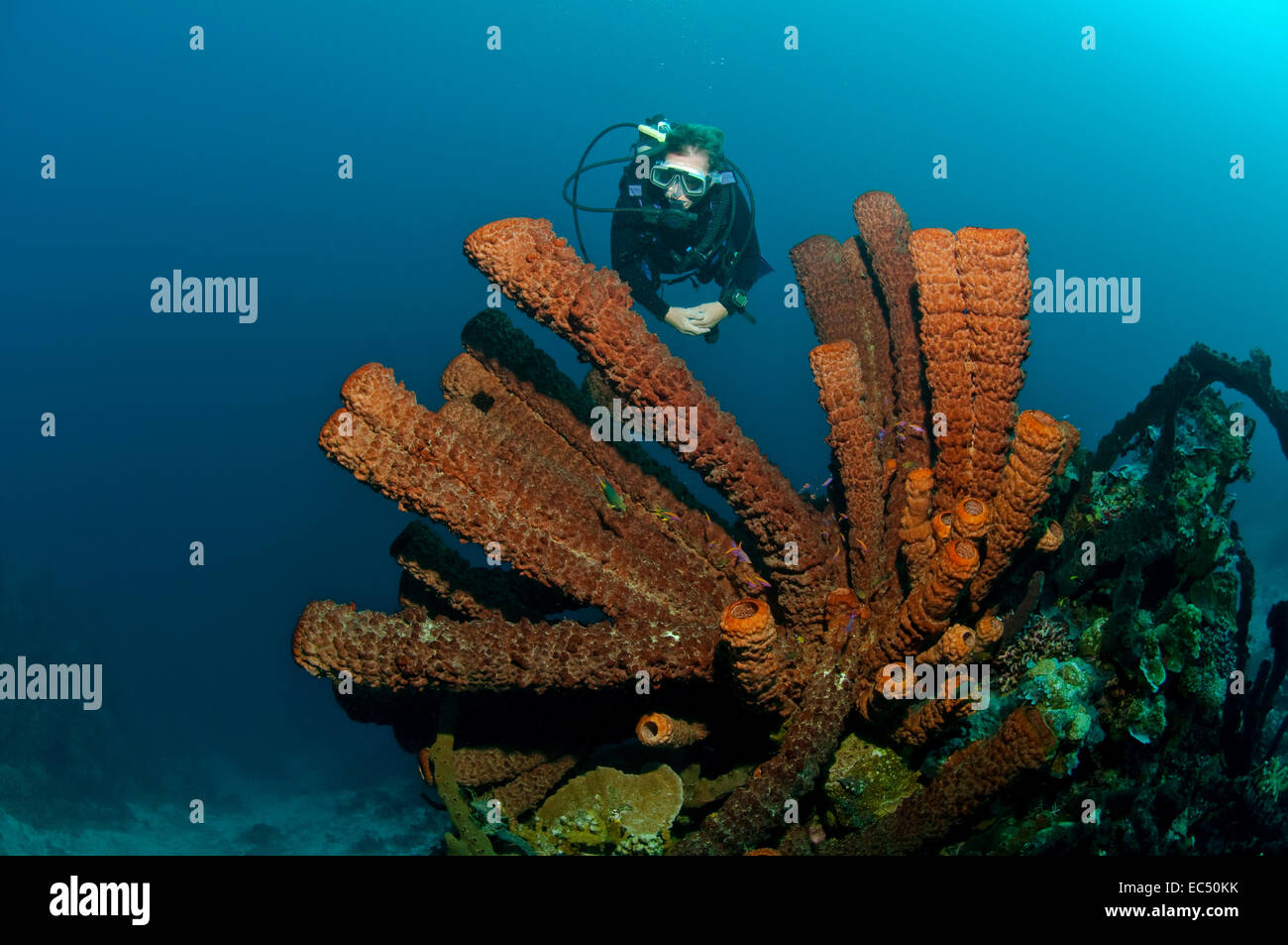 Sponge tube sponge hi-res stock photography and images - Alamy