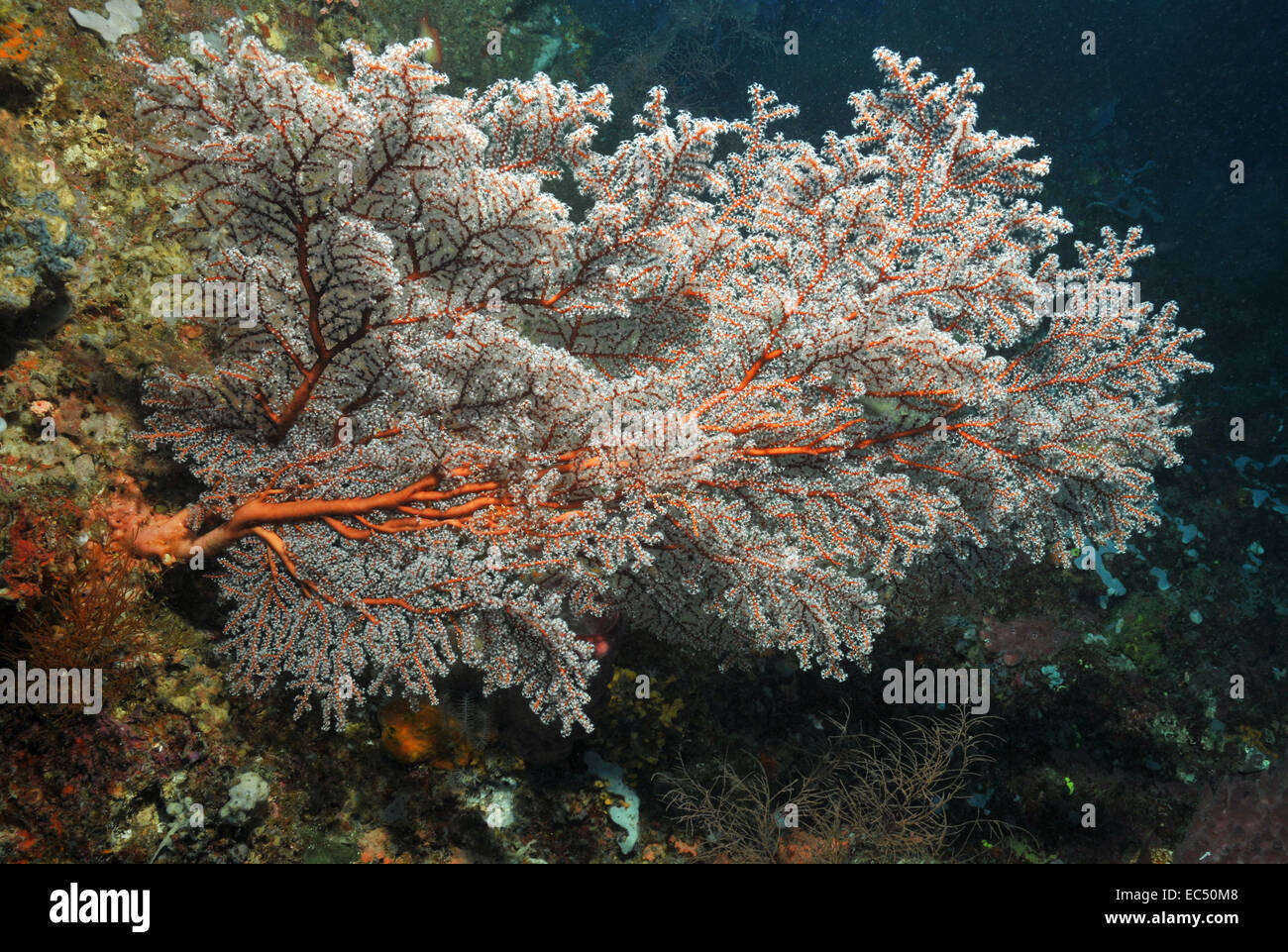 Plankton plant hi-res stock photography and images - Alamy