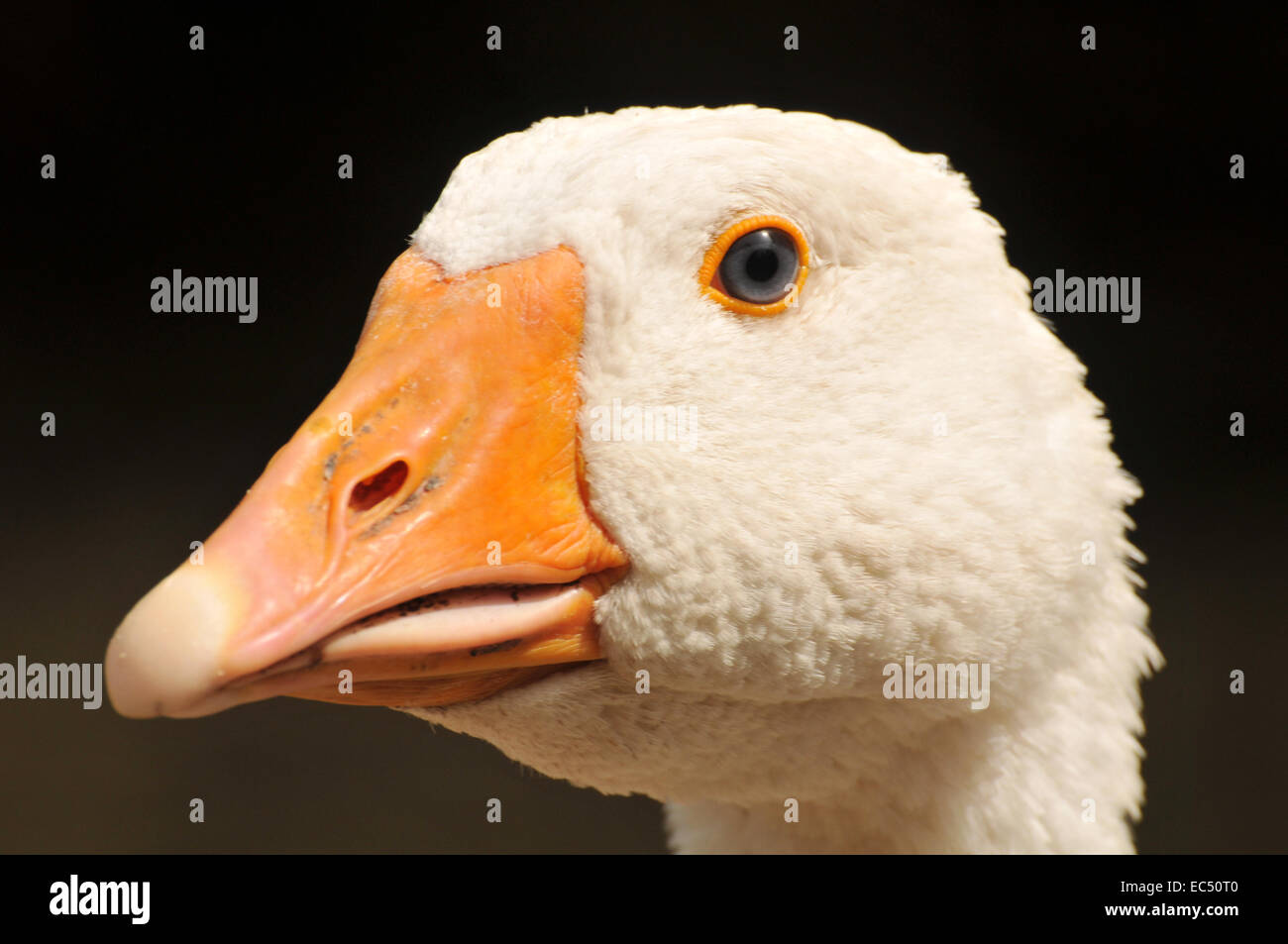 Domestic goose hi-res stock photography and images - Alamy