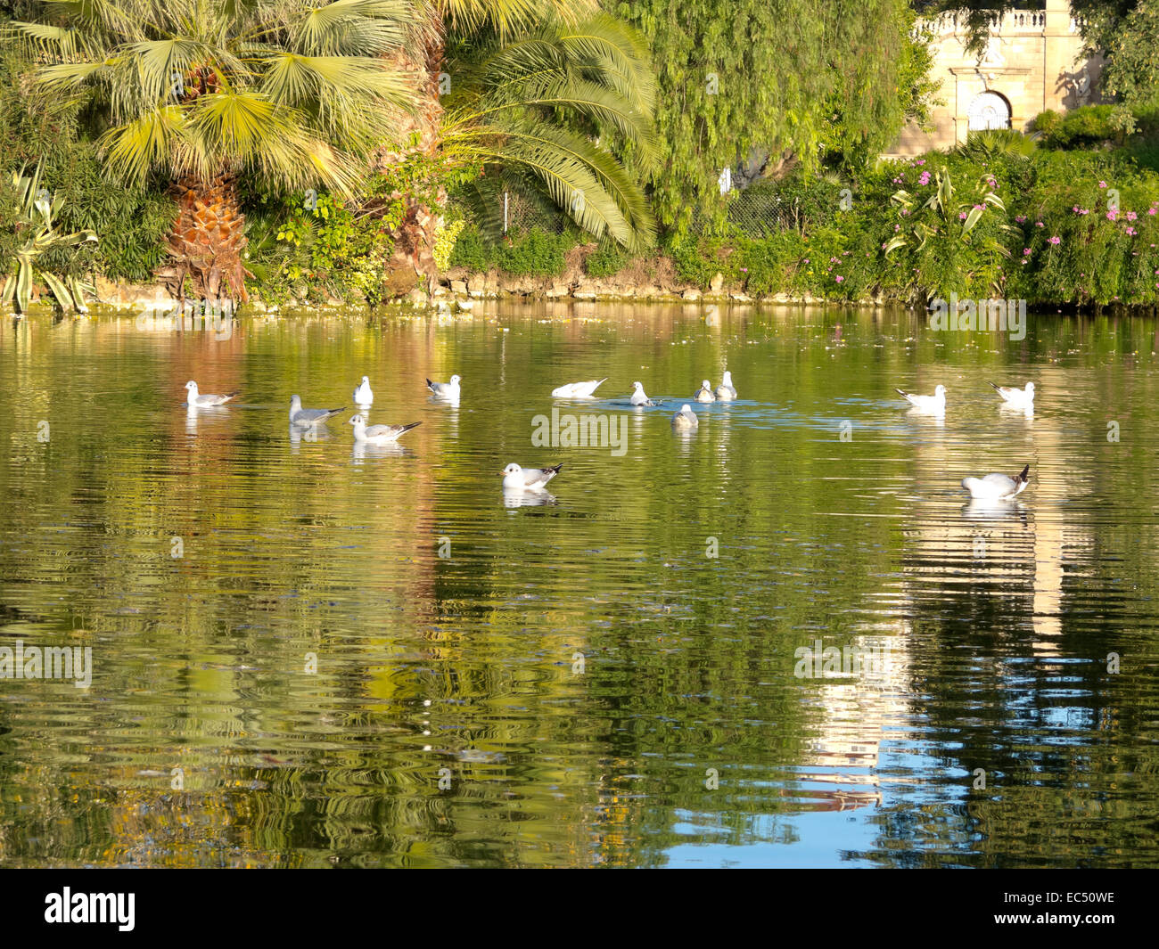 Birds swimming in the pond Ciutadella Park. Garden historic city of ...