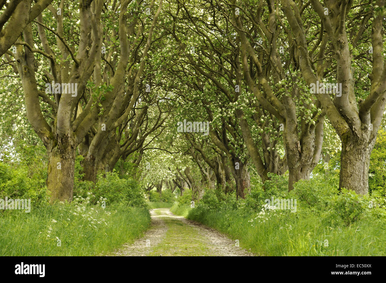 Whitebeam tree hi-res stock photography and images - Alamy