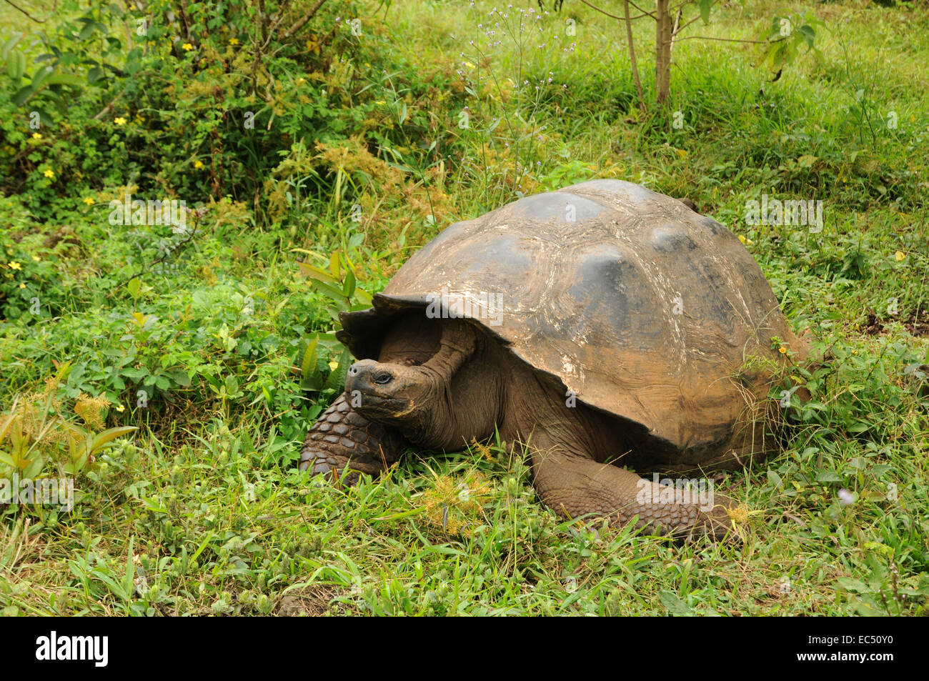 Galápagos giant tortoise Stock Photo - Alamy