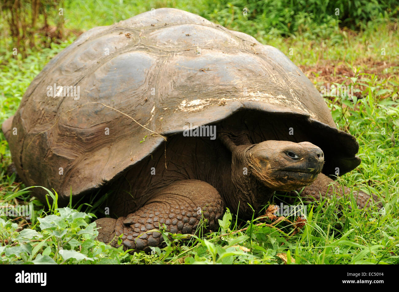 Elephants tortoise hi-res stock photography and images - Alamy