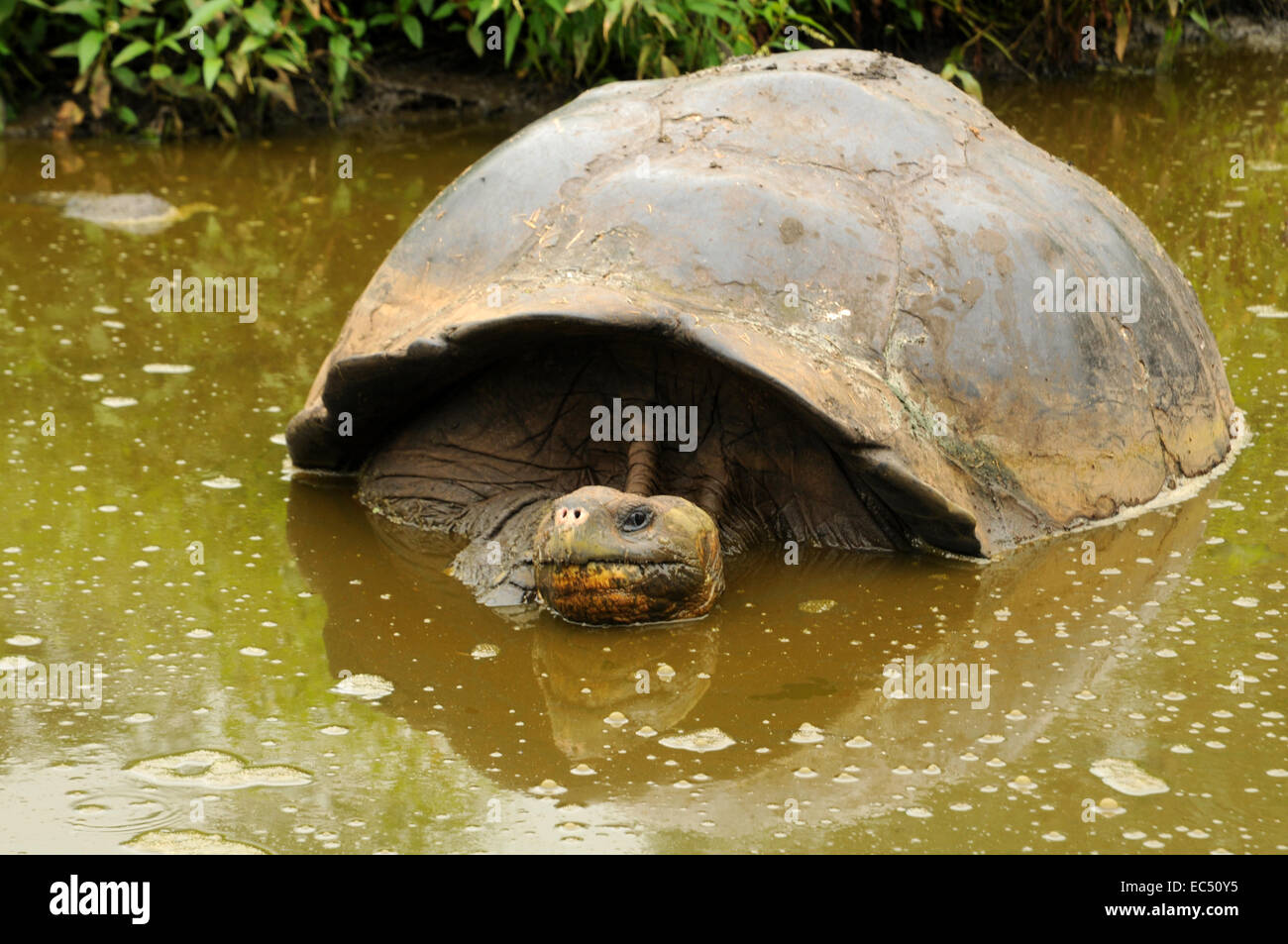 Giant turtle in the water Stock Photo - Alamy