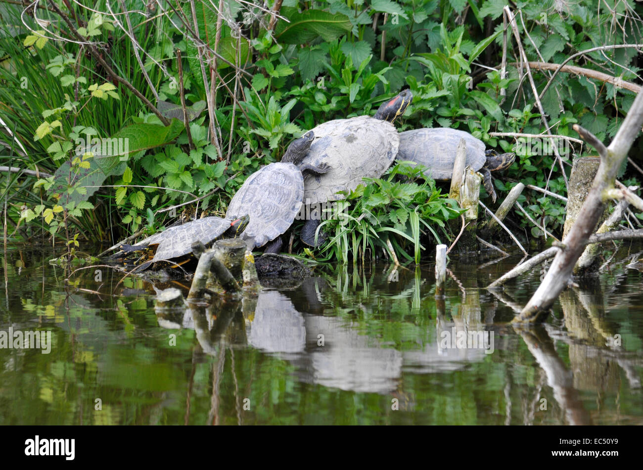 yellow cheeks turtle Stock Photo - Alamy