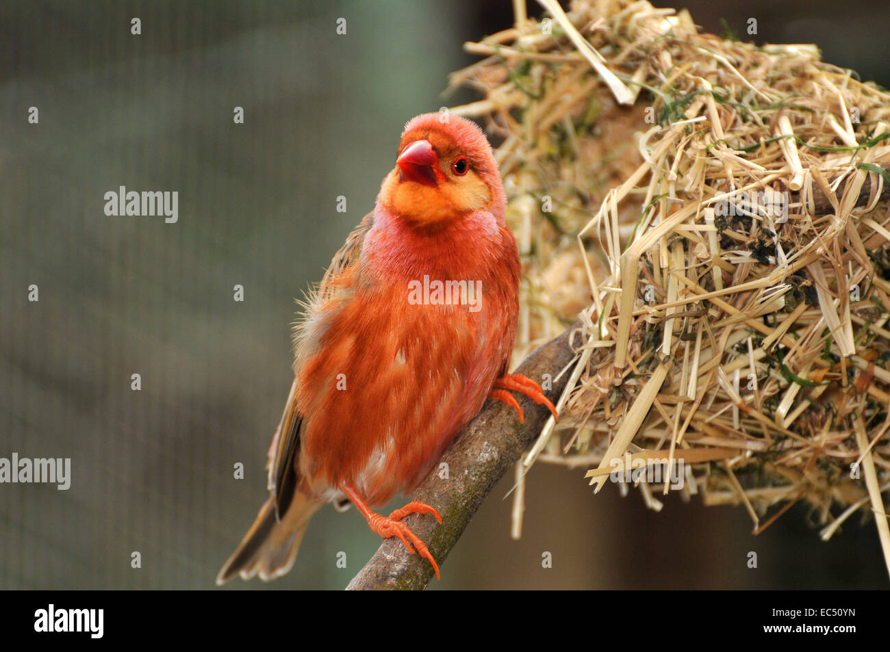 Birds eye weave hi-res stock photography and images - Alamy