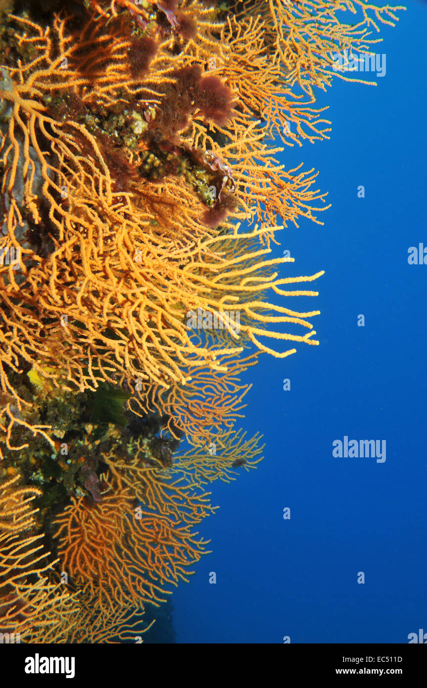 Fan coral hi-res stock photography and images - Alamy