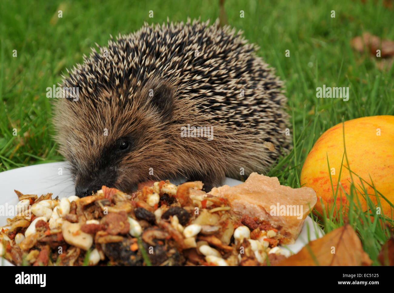 Hedgehog habitat hi-res stock photography and images - Alamy