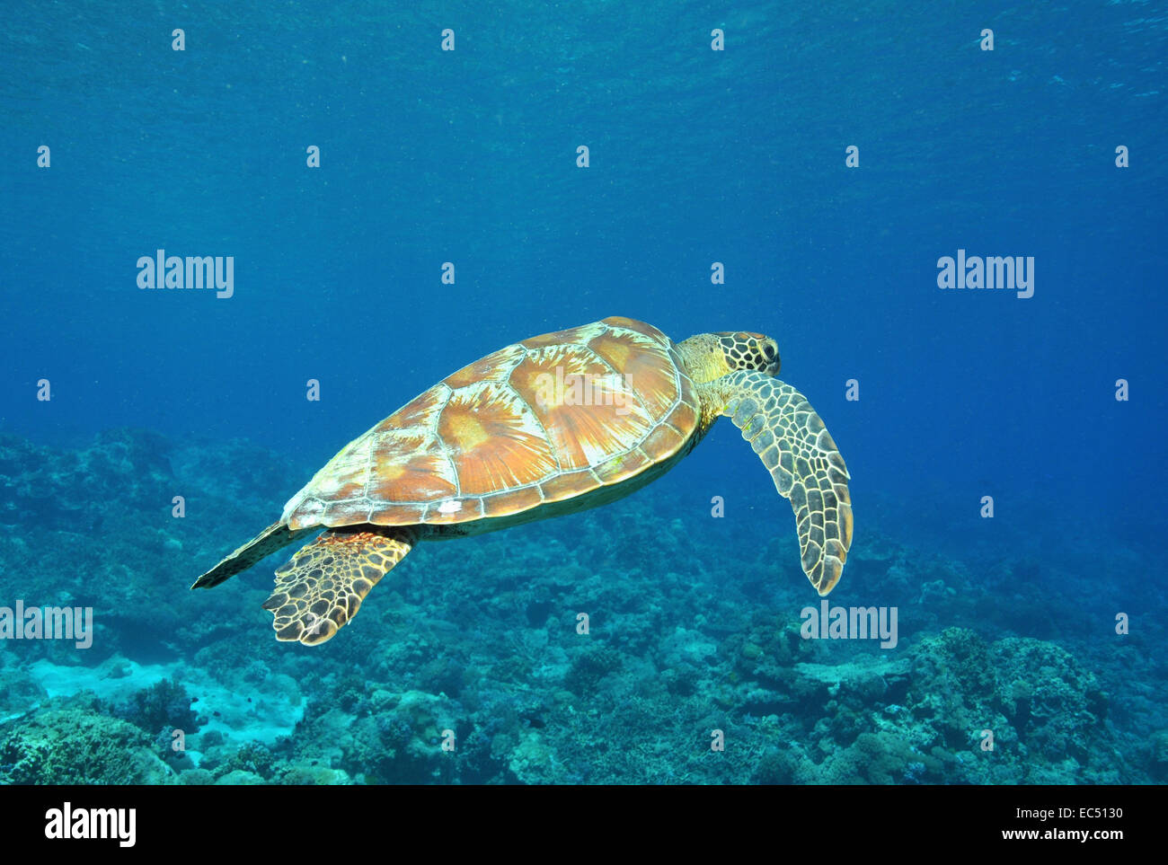 East pacific green turtles hi-res stock photography and images - Alamy