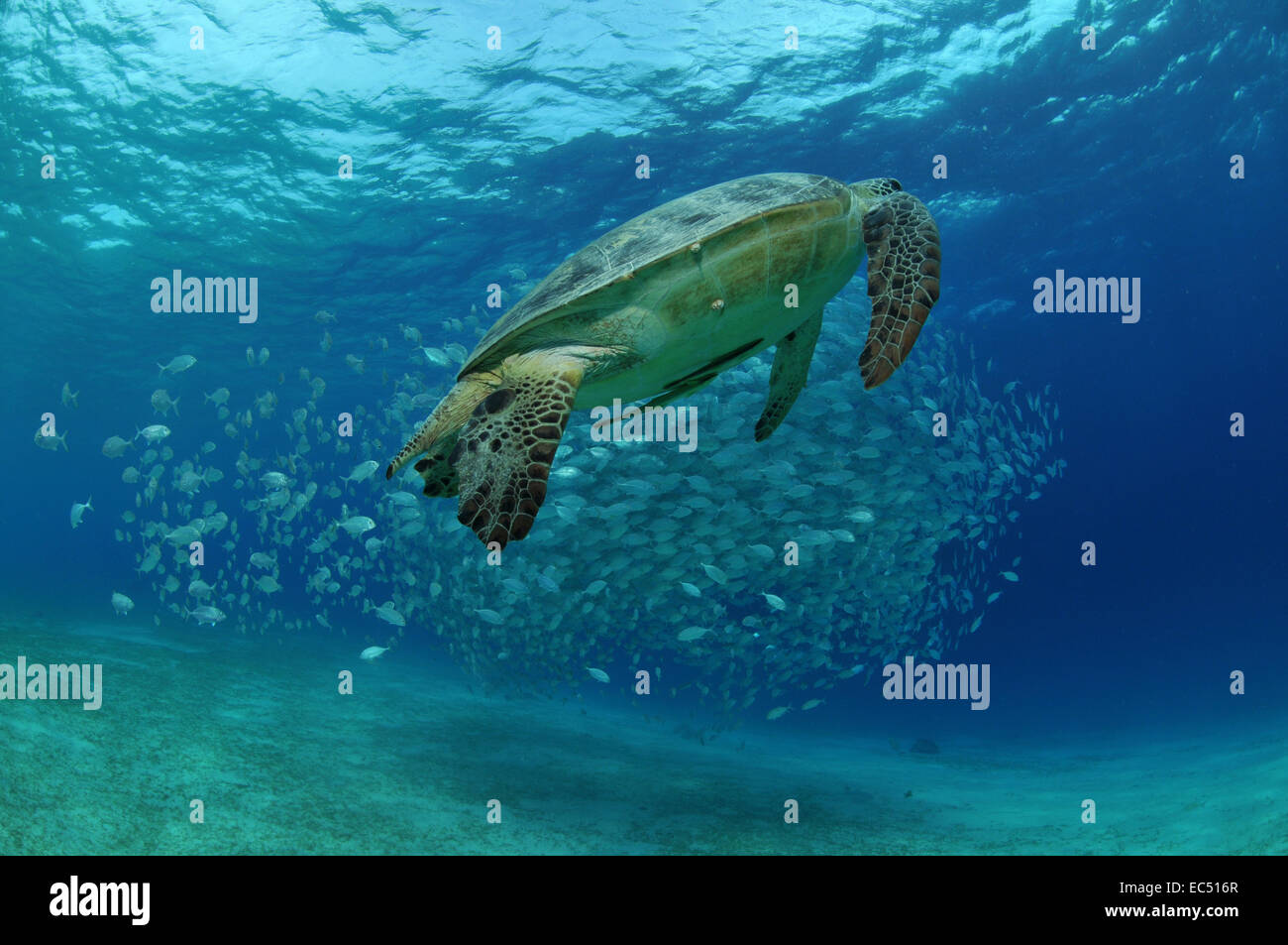 Philippine fishes hi-res stock photography and images - Alamy