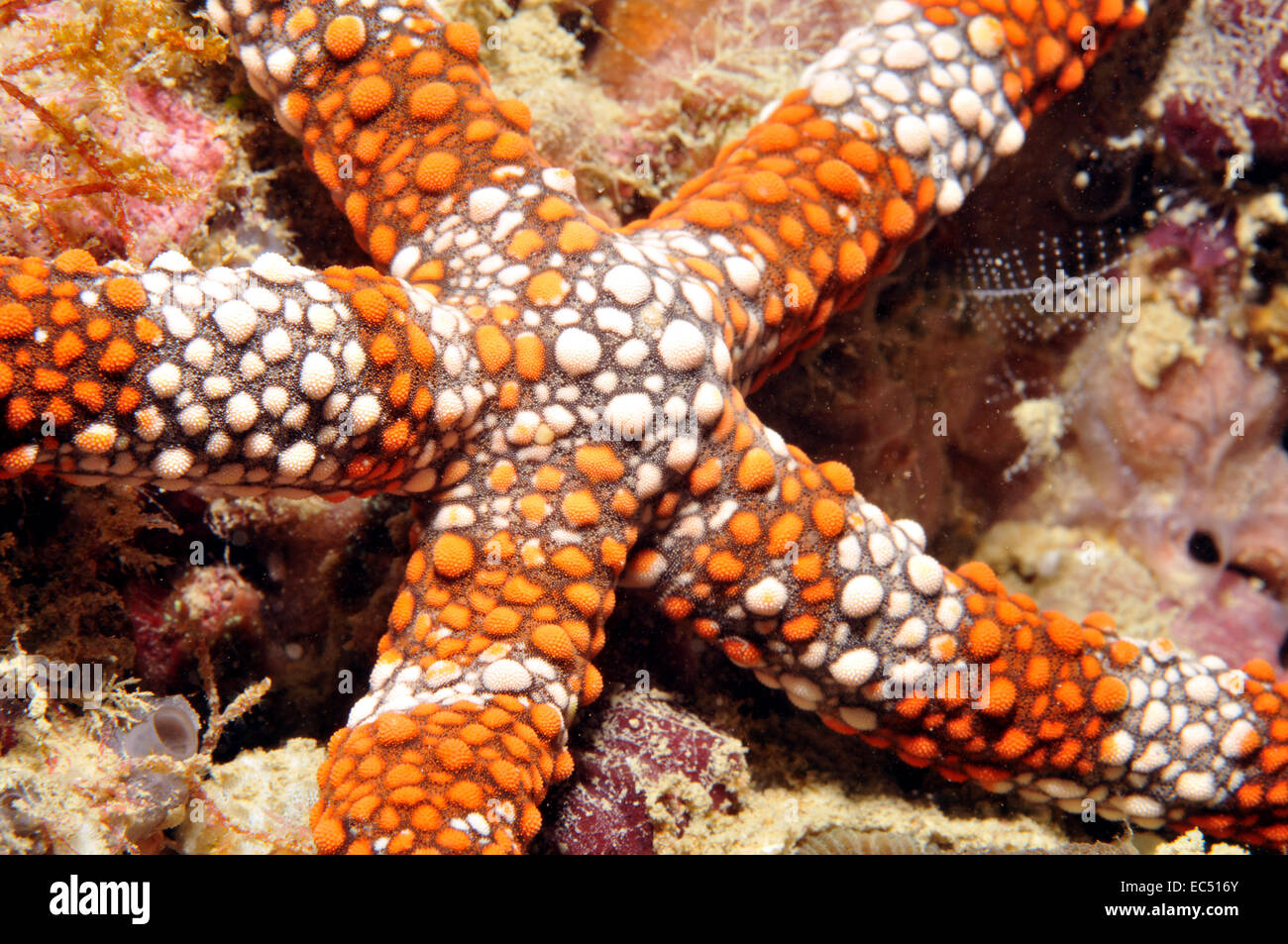 Starfish swimming underwater hi-res stock photography and images - Alamy