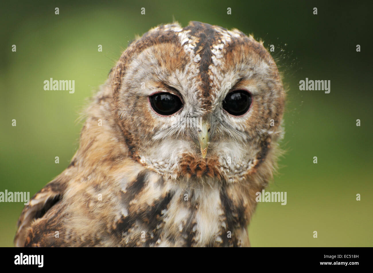 Kautz hi-res stock photography and images - Alamy