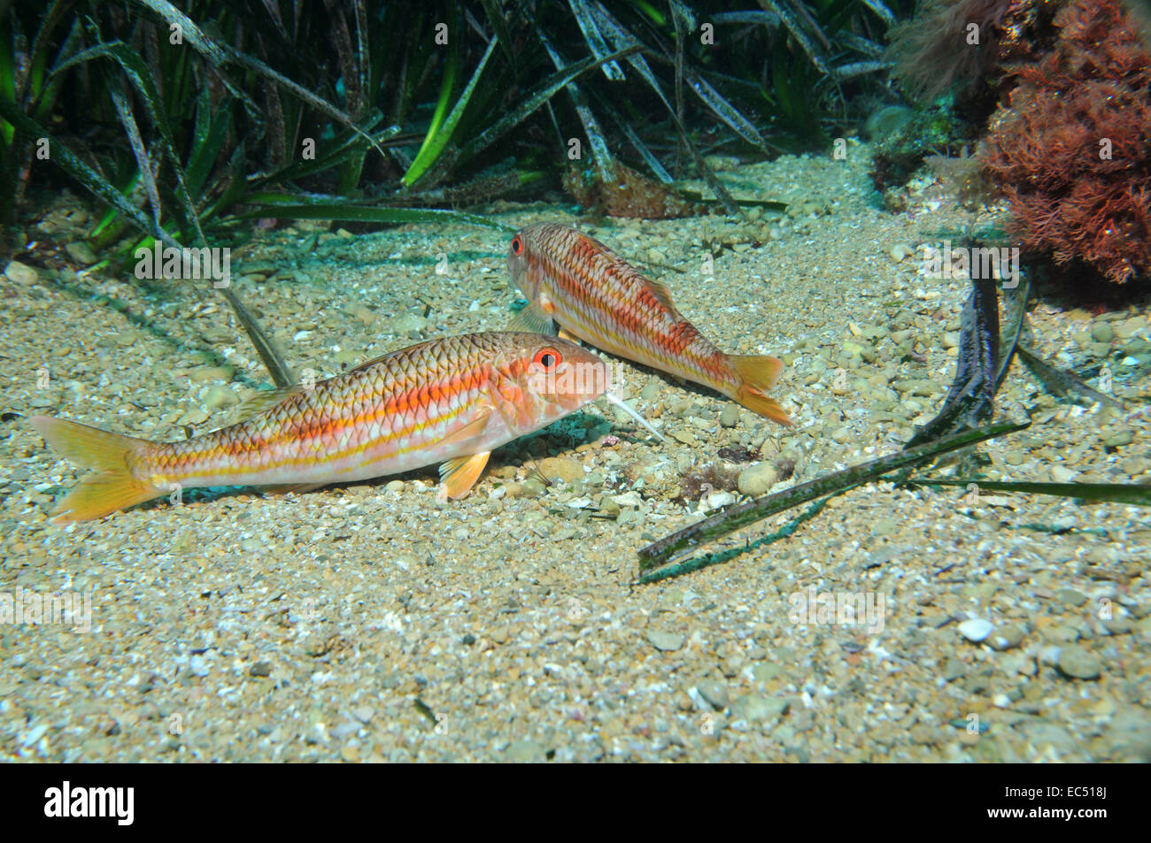 Red mullet french hi-res stock photography and images - Alamy