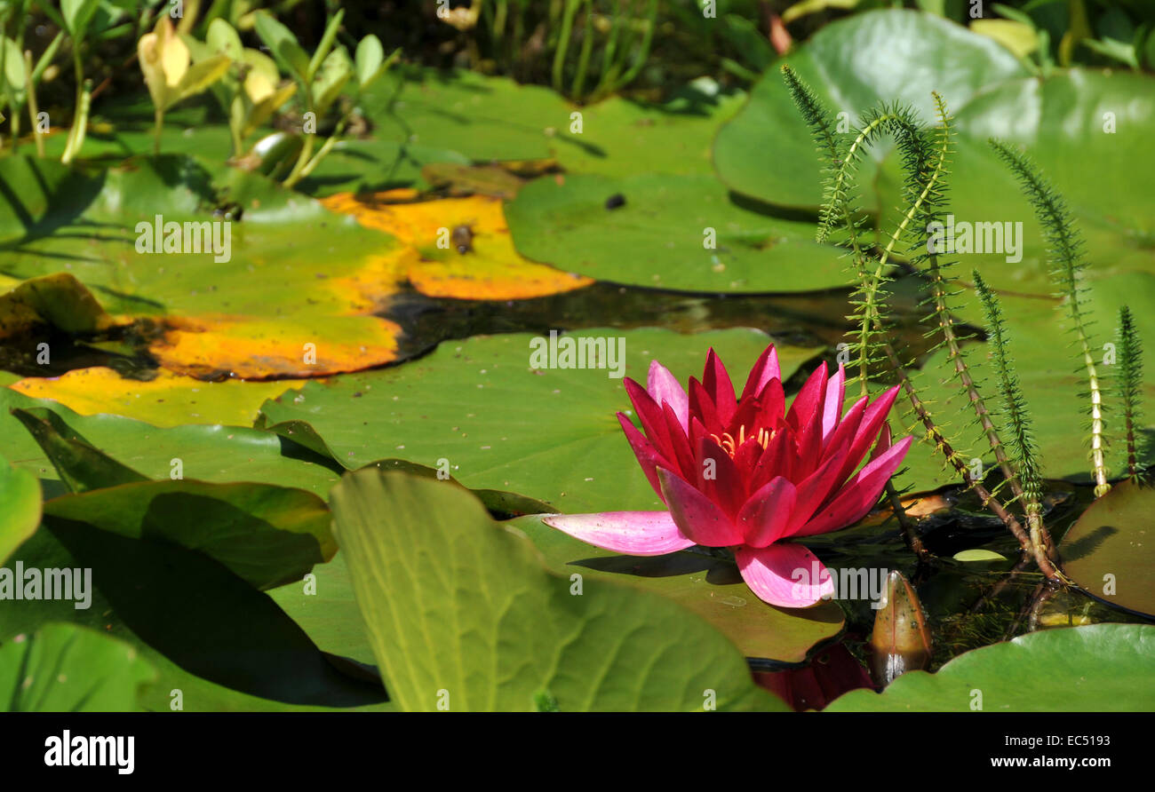 Underwater water lily in hi-res stock photography and images - Alamy