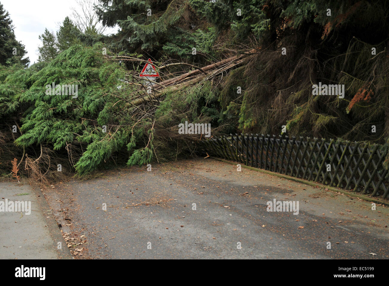 Hurricane damage plants trees hi-res stock photography and images - Alamy