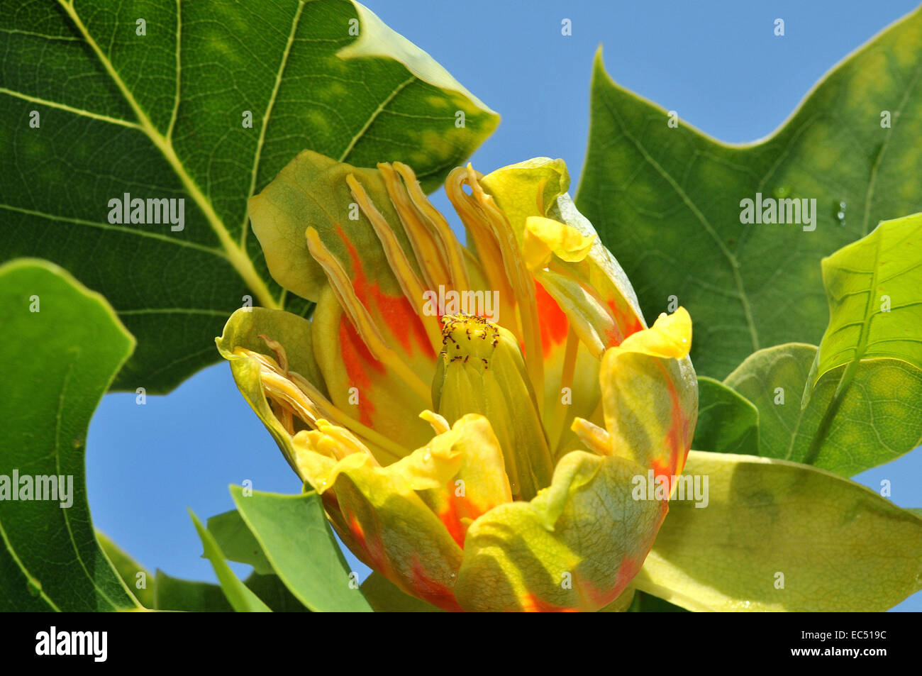 Blossom of the tulip tree liriodendron tulipifera hi-res stock ...