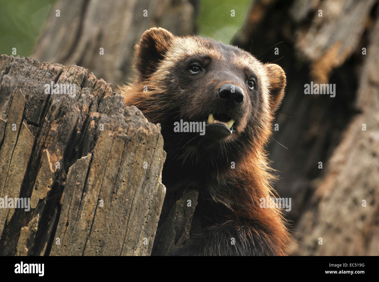 Wolverine animal hi-res stock photography and images - Alamy