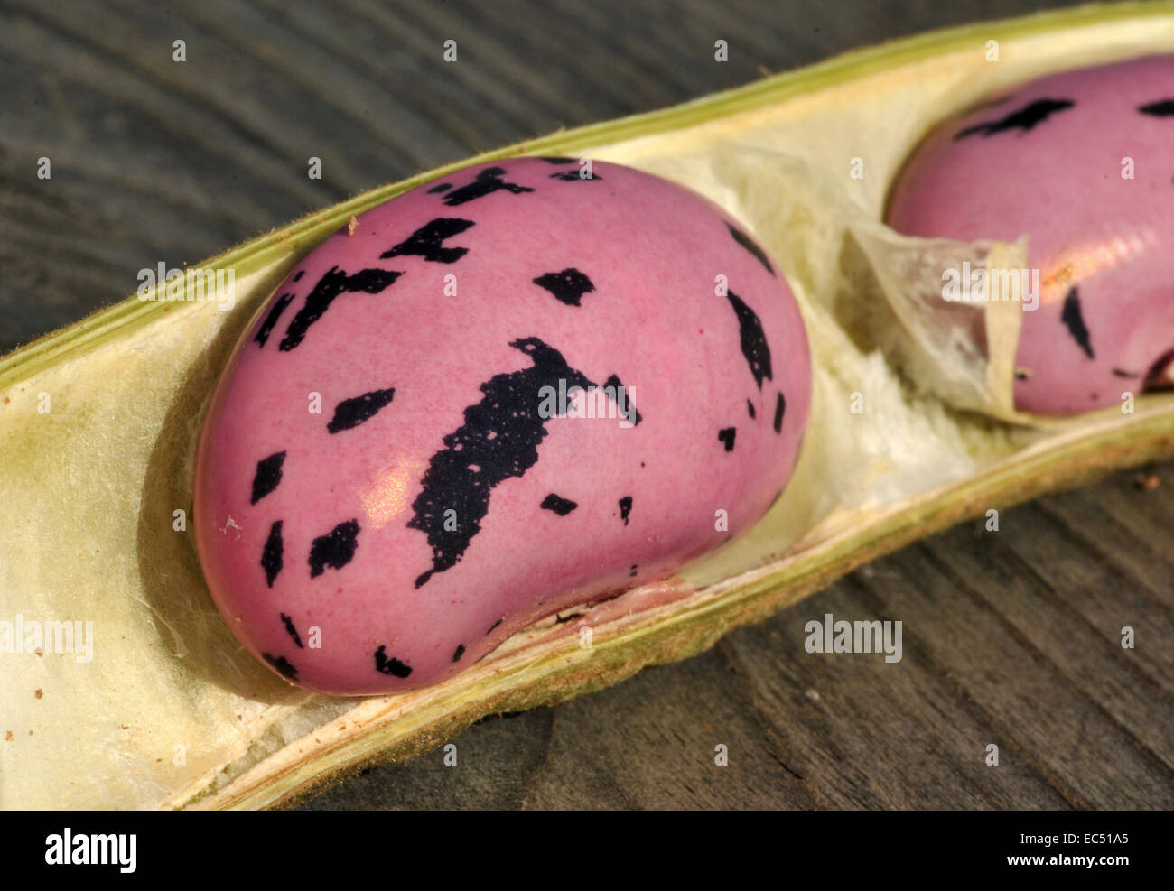 Fire bean seeds hi-res stock photography and images - Alamy