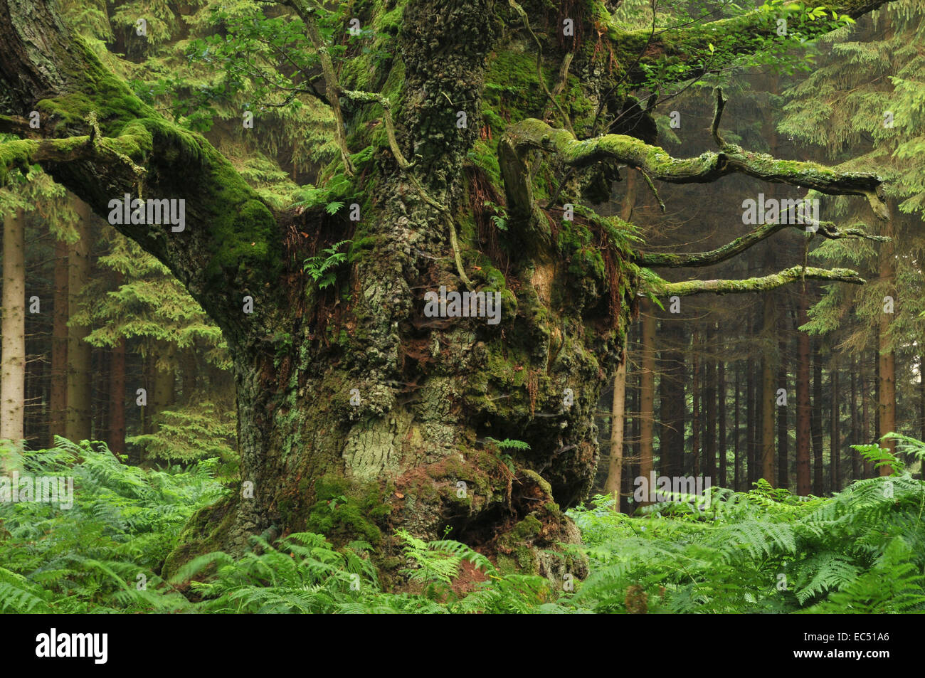 German oak hi-res stock photography and images - Alamy