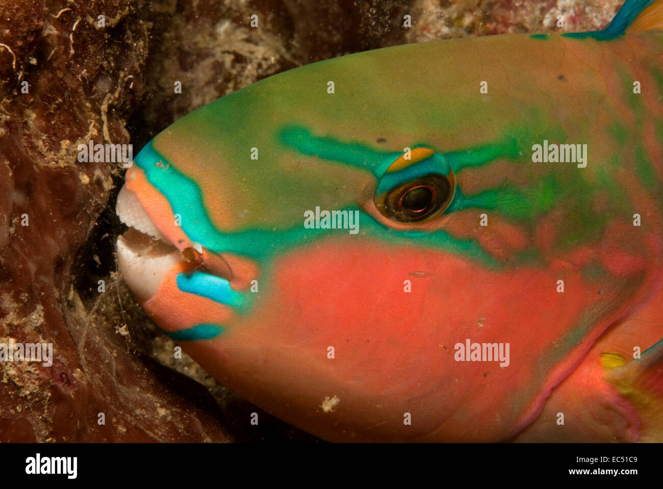 Mucus fish hi-res stock photography and images - Alamy