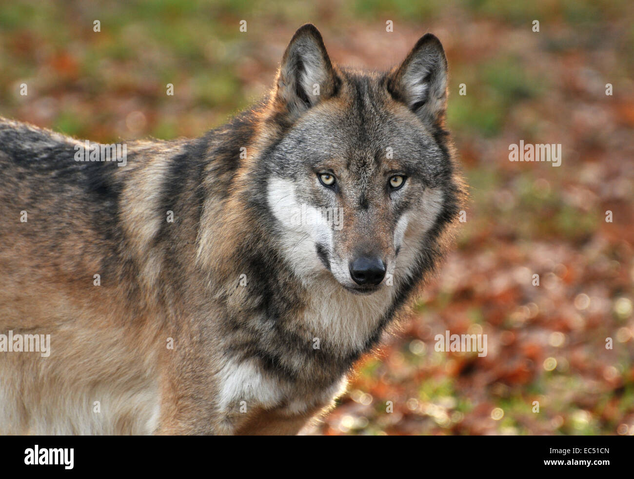 Watching wolf hi-res stock photography and images - Alamy