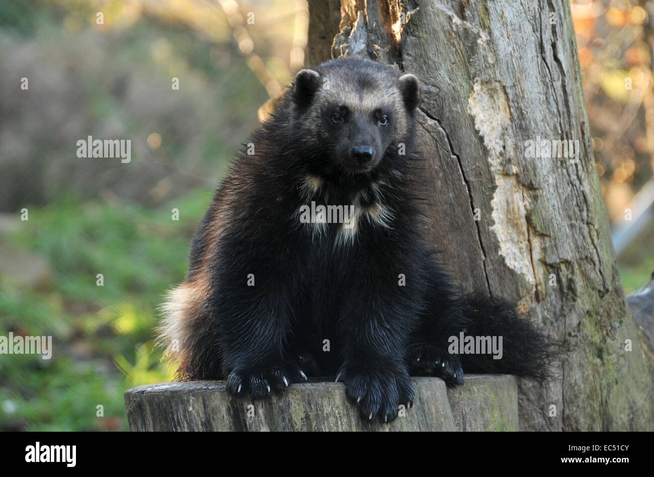 Norway wolverine hi-res stock photography and images - Alamy