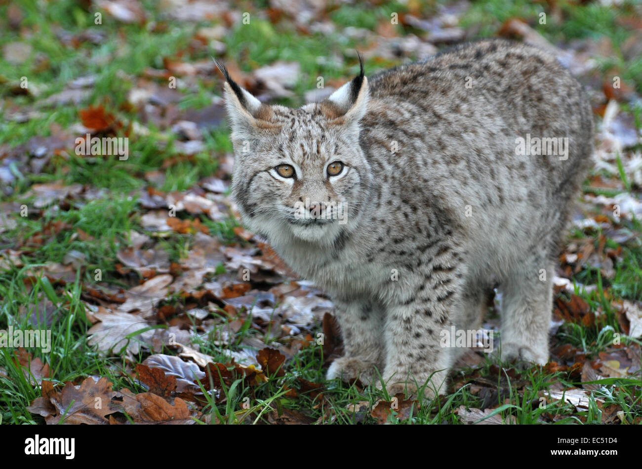 Lynx baby animal baby hi-res stock photography and images - Alamy